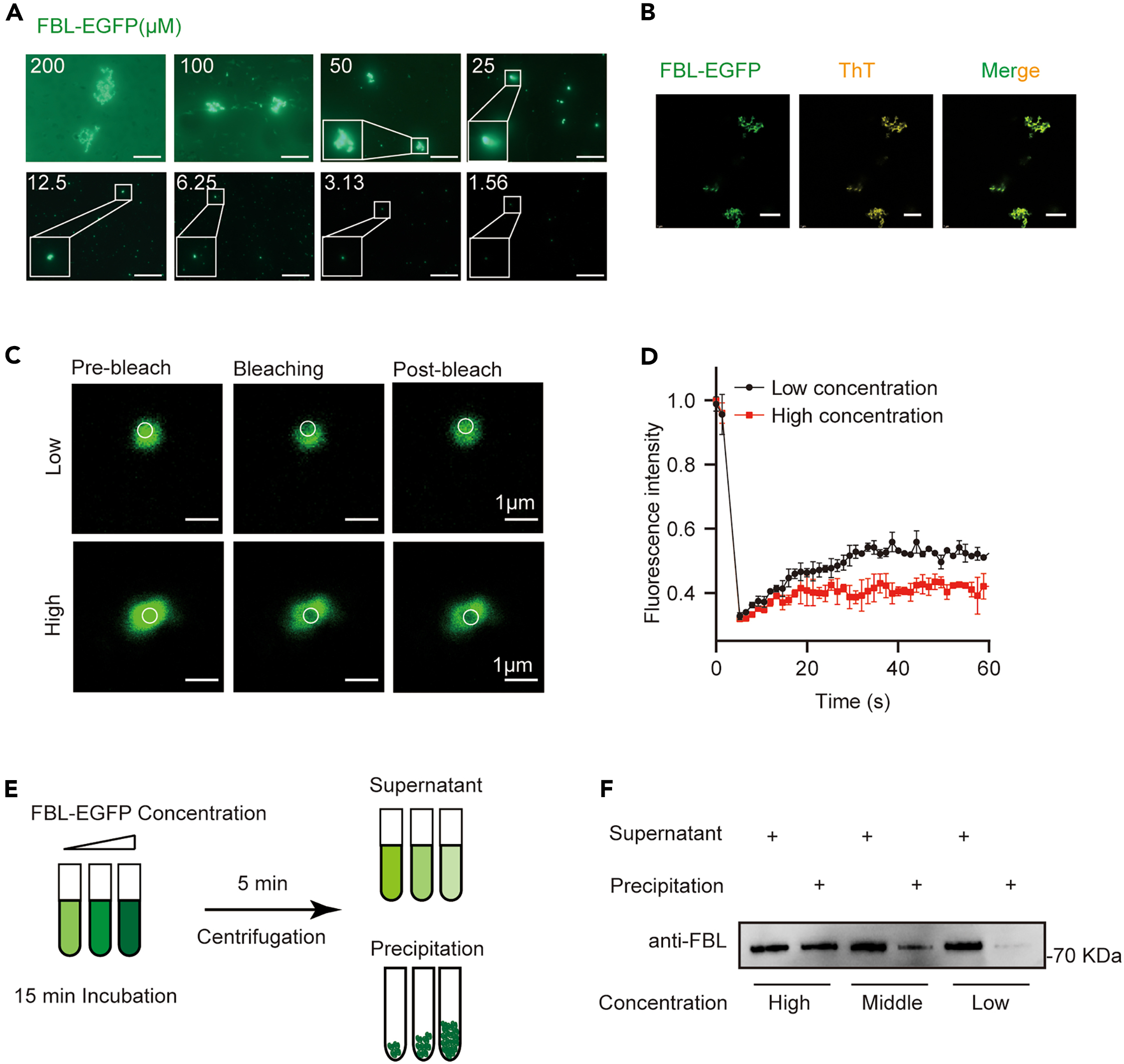 Cell Press: STAR Protocols