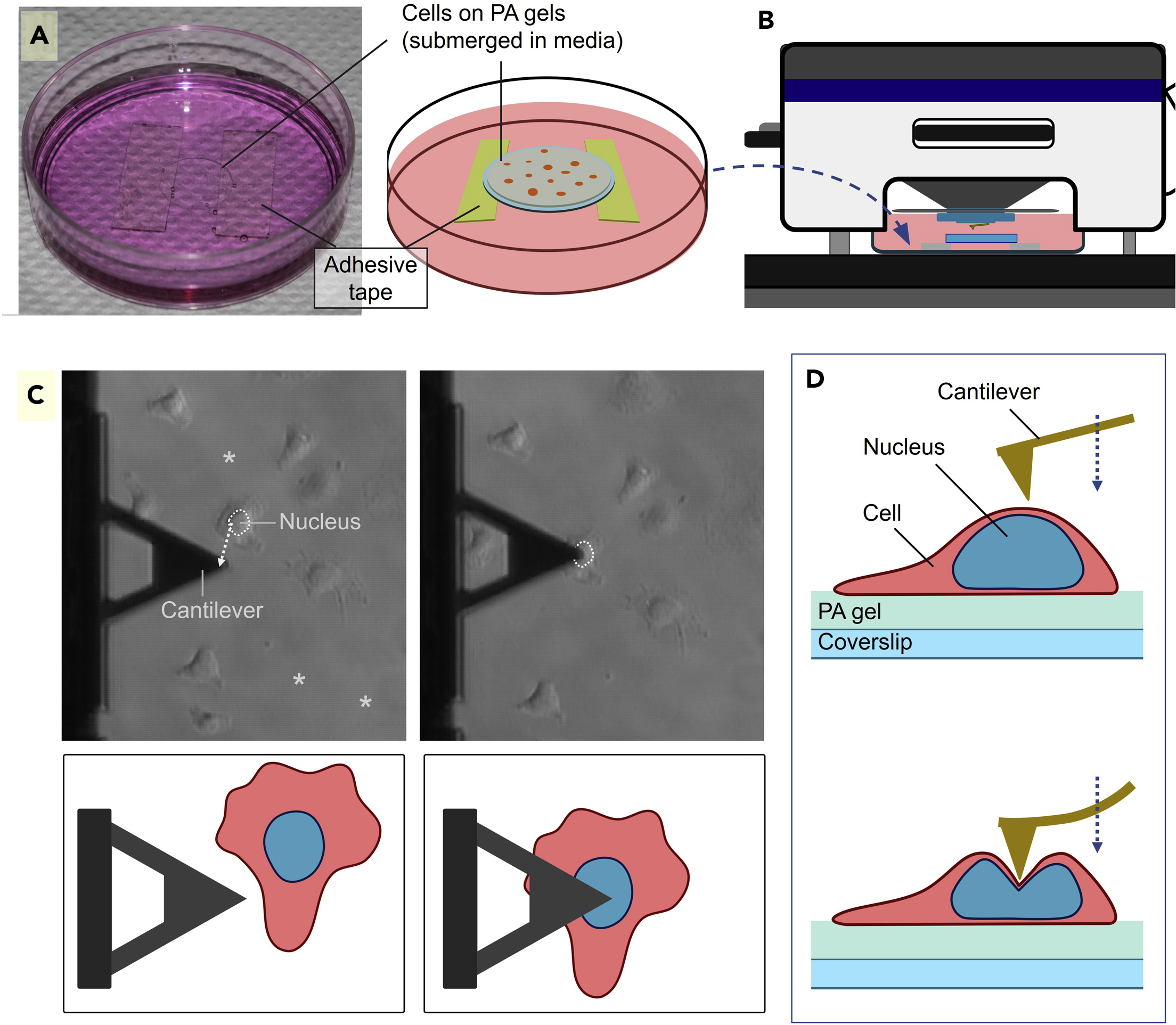 Cell Press: STAR Protocols