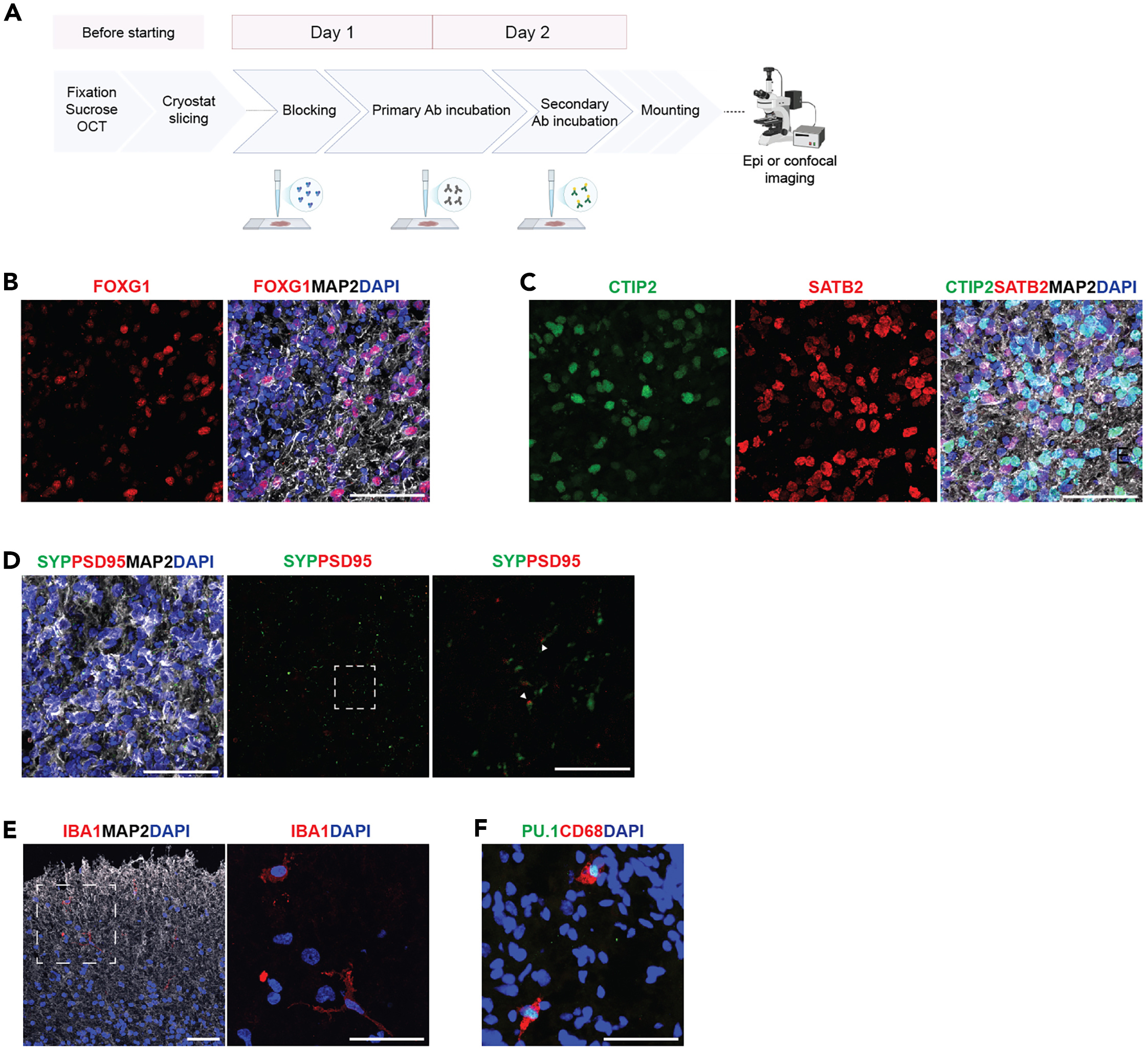 Cell Press: STAR Protocols