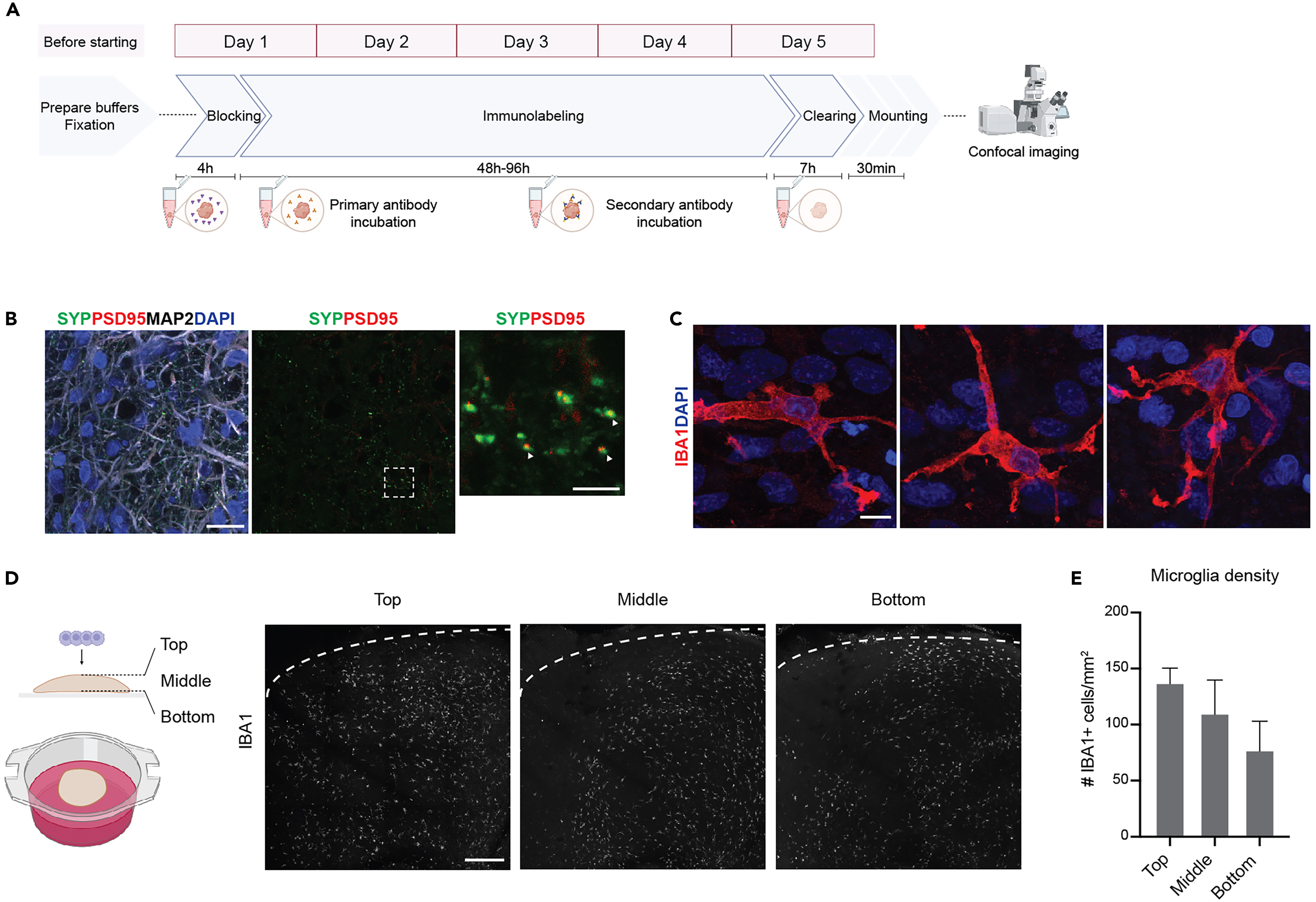 Cell Press: STAR Protocols