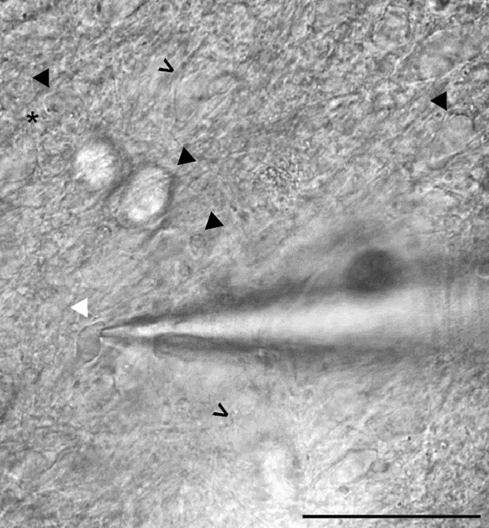 Cell Press: STAR Protocols