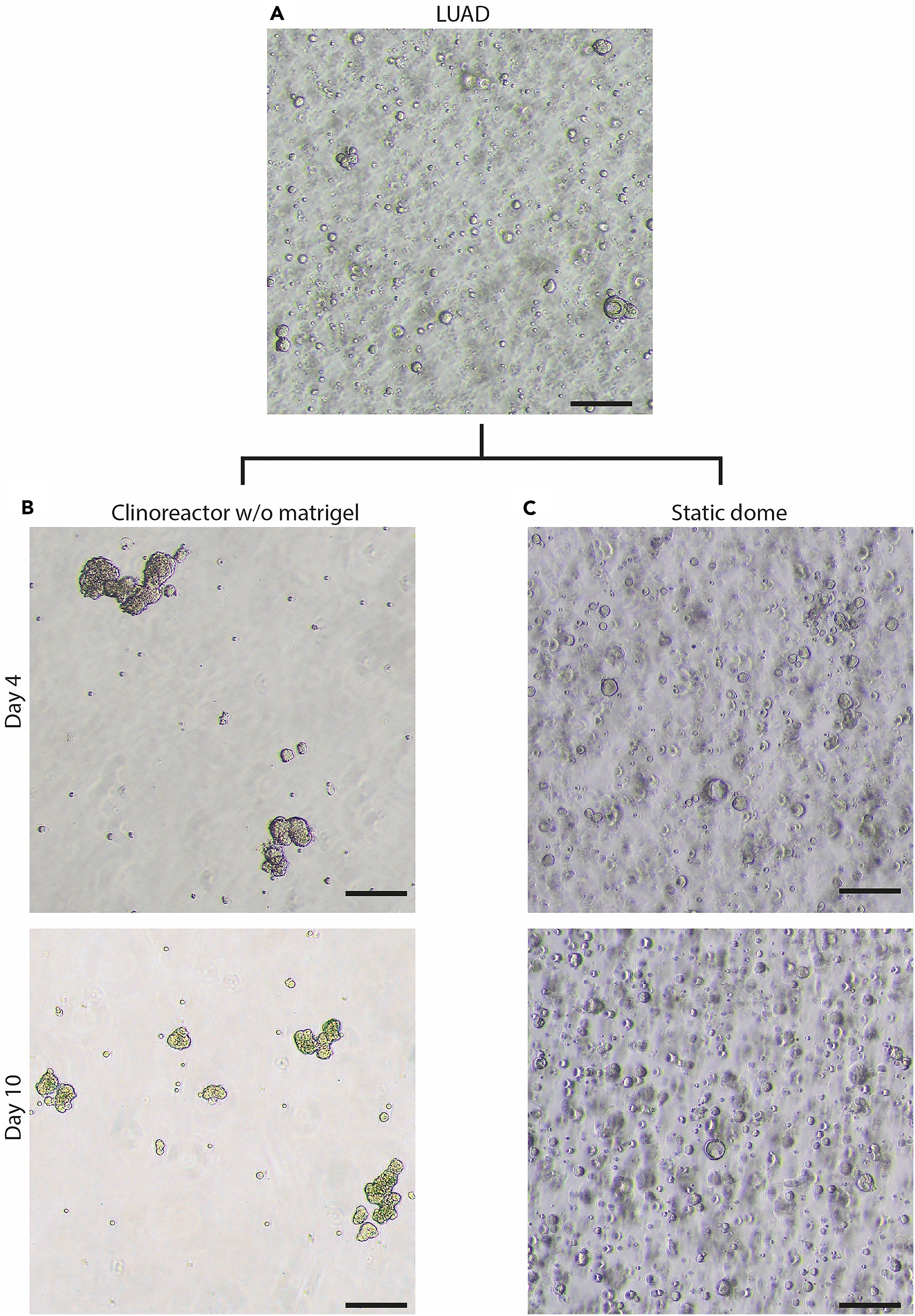 Cell Press: STAR Protocols