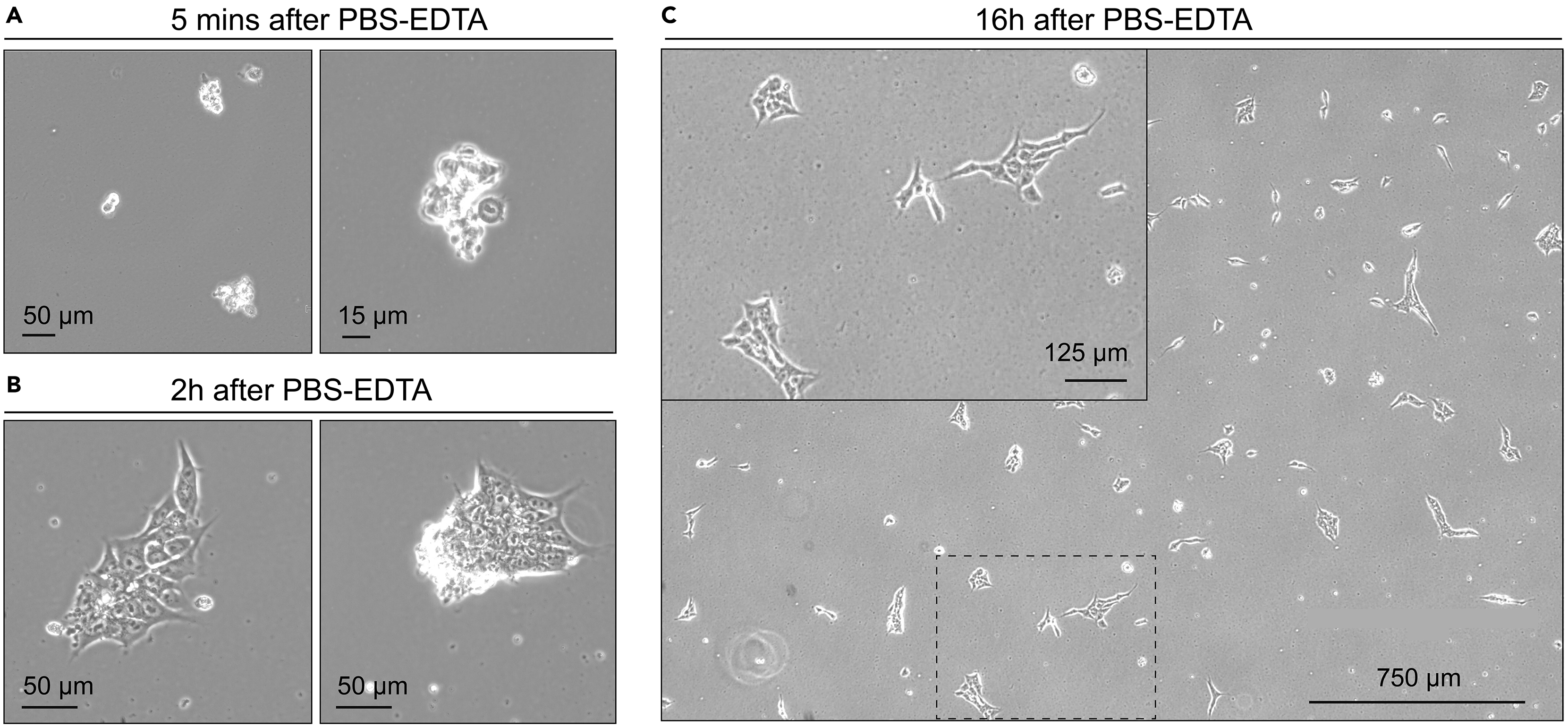 Cell Press: STAR Protocols
