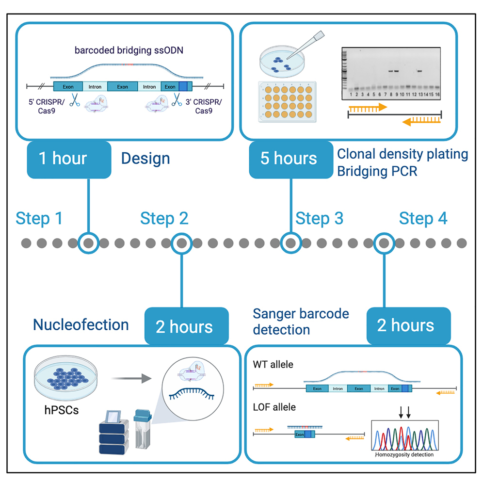 Cell Press: STAR Protocols