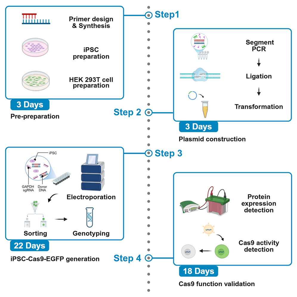 Cell Press: STAR Protocols