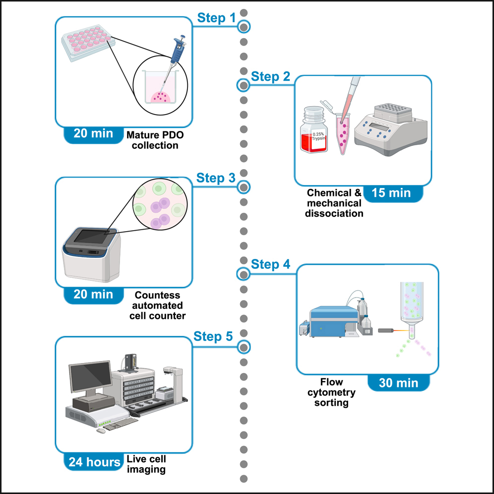 Cell Press: STAR Protocols