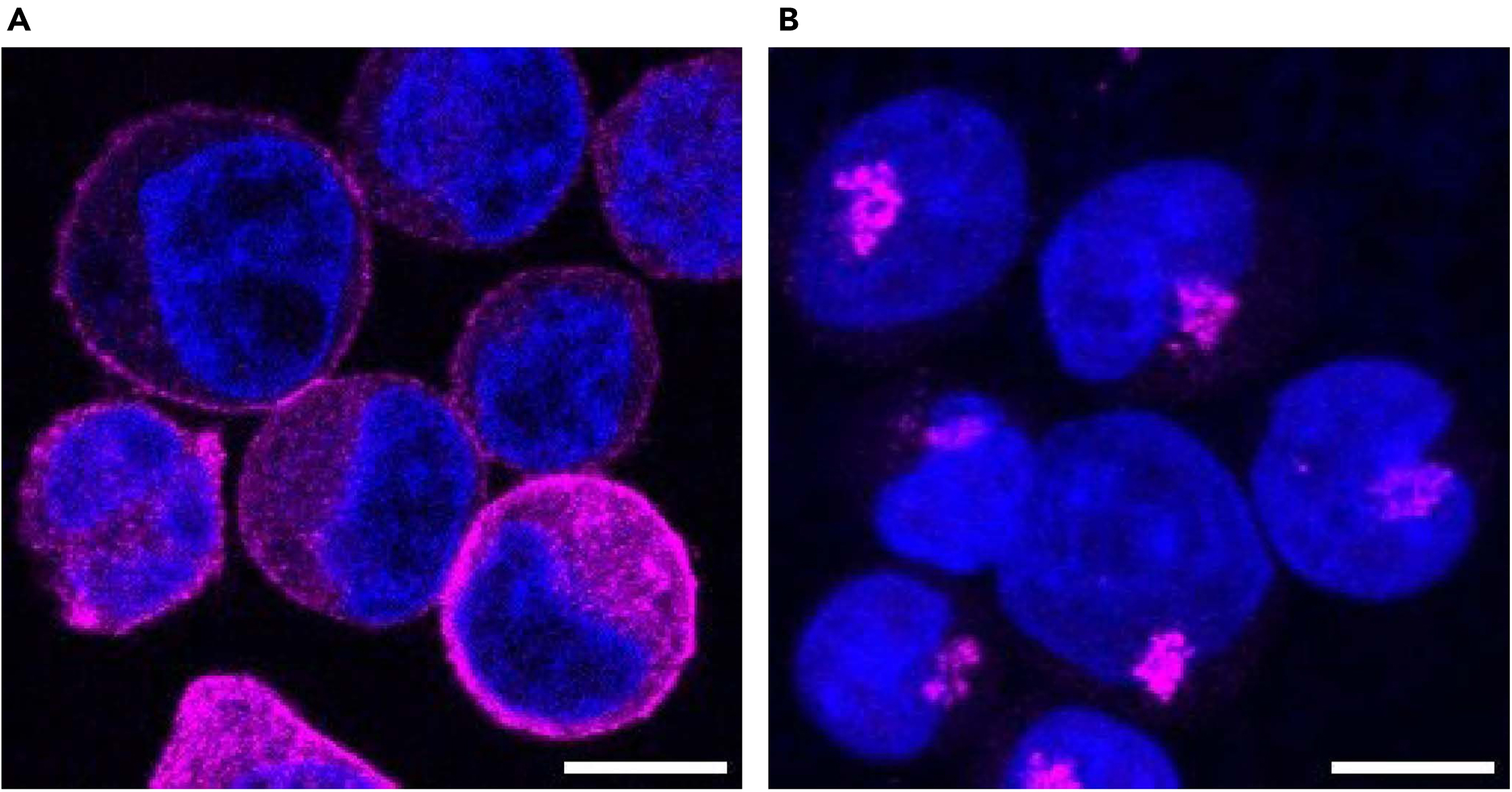 Cell Press: STAR Protocols