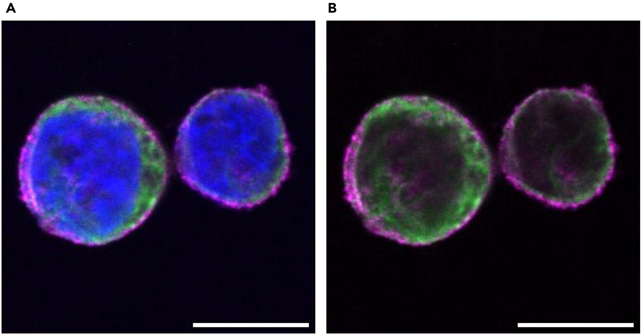 Cell Press: STAR Protocols