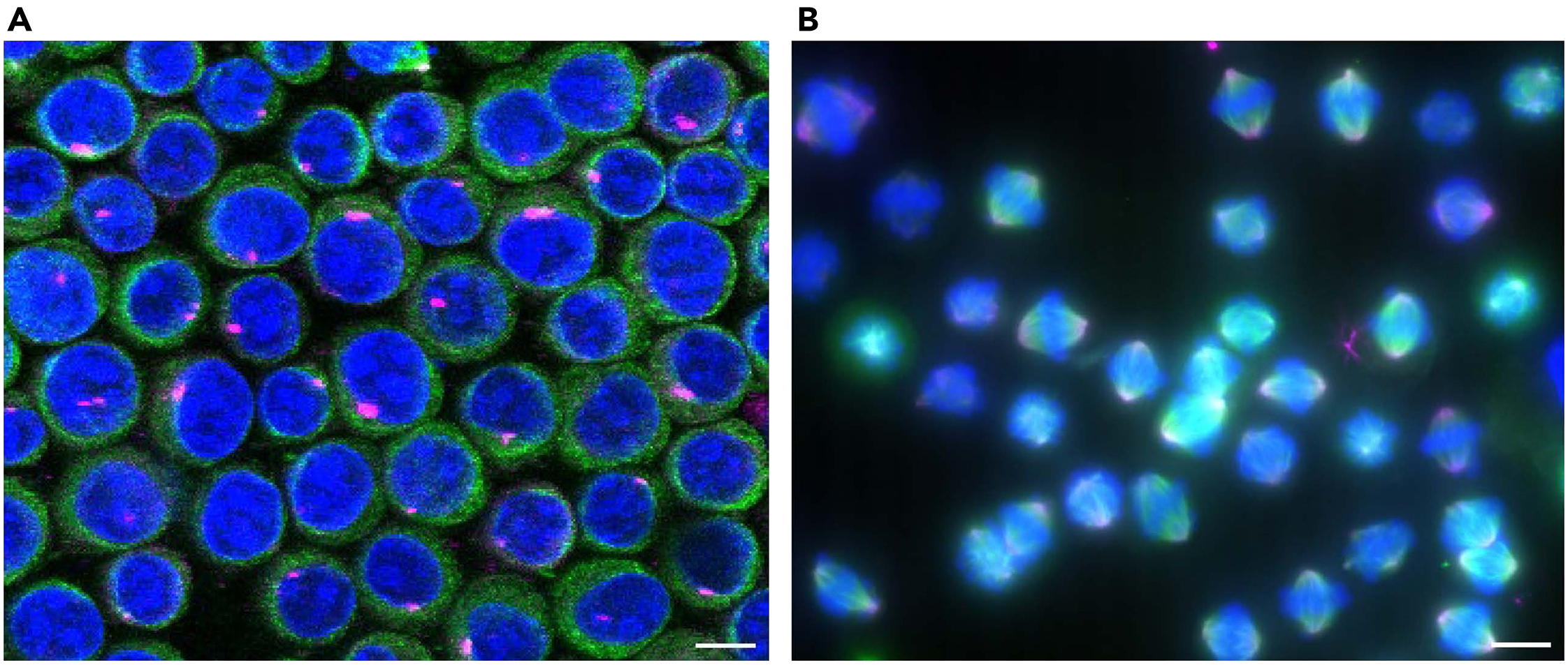 Cell Press: STAR Protocols