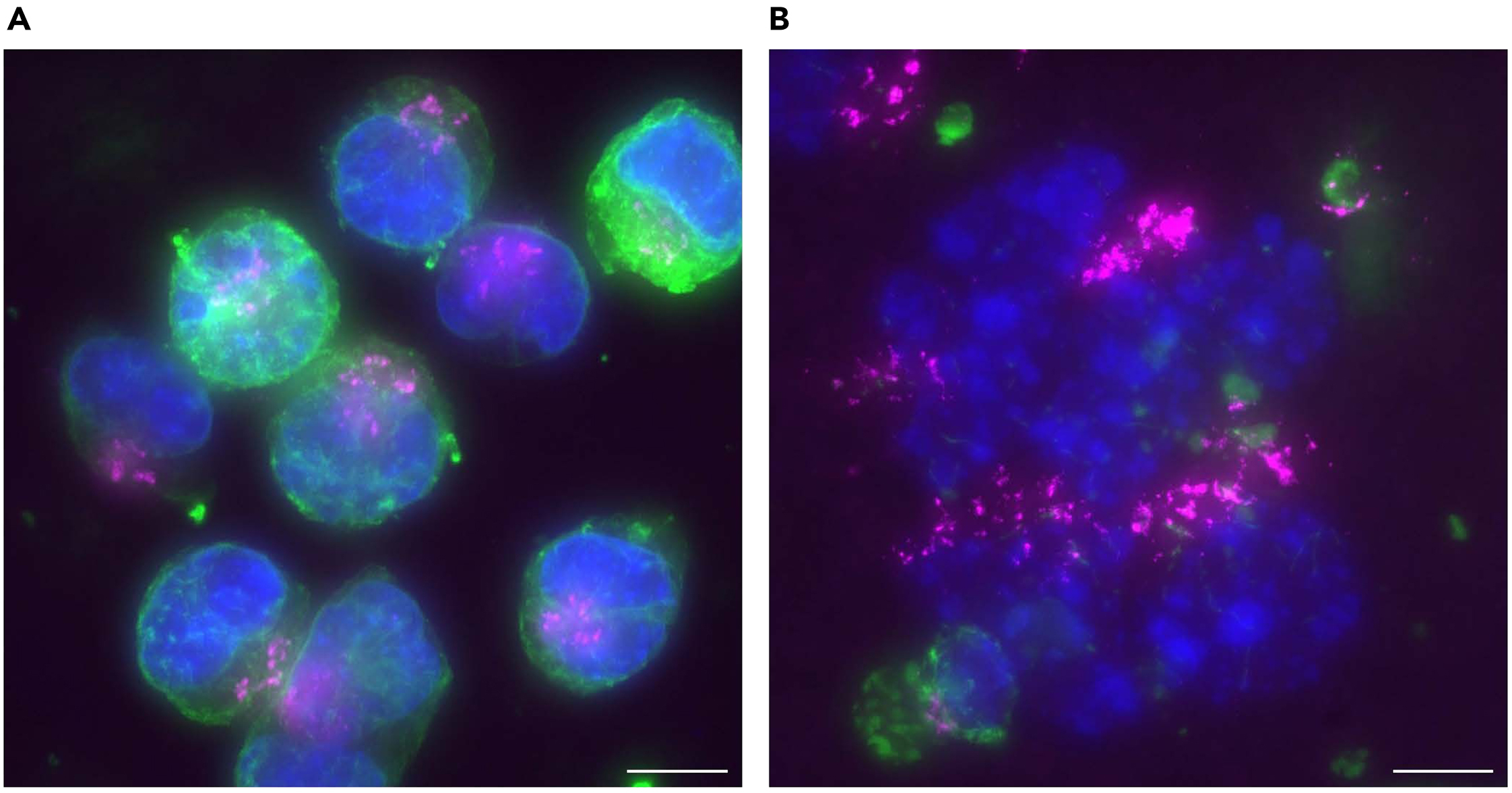 Cell Press: STAR Protocols