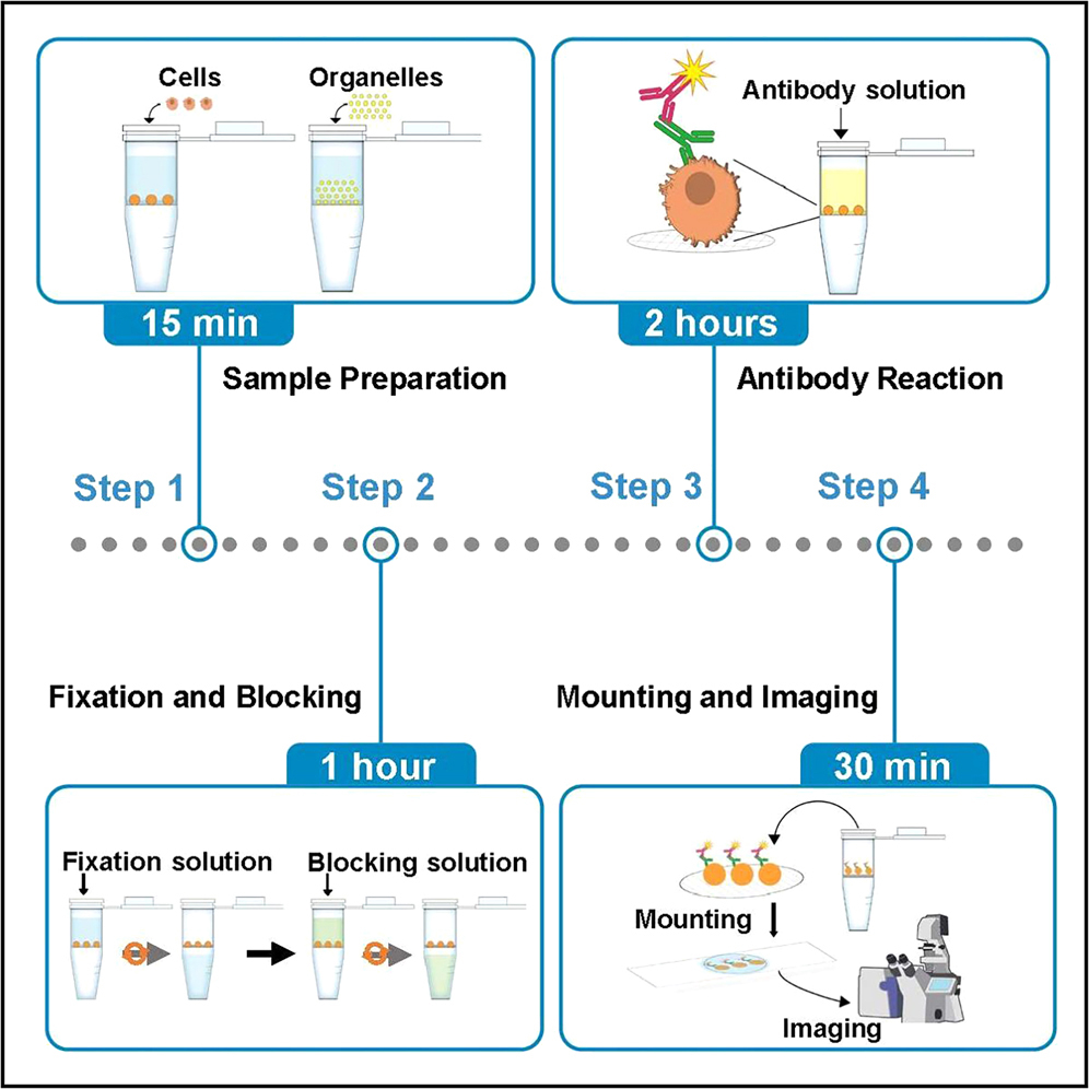 Cell Press: STAR Protocols
