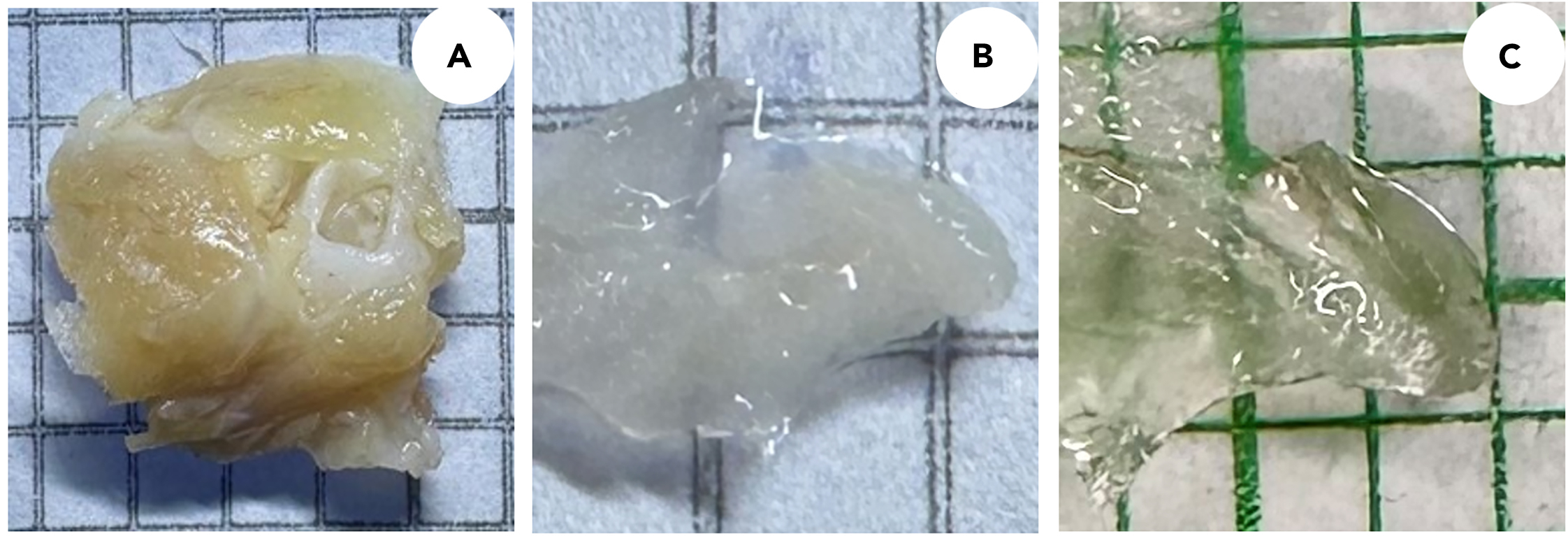 Cell Press: STAR Protocols