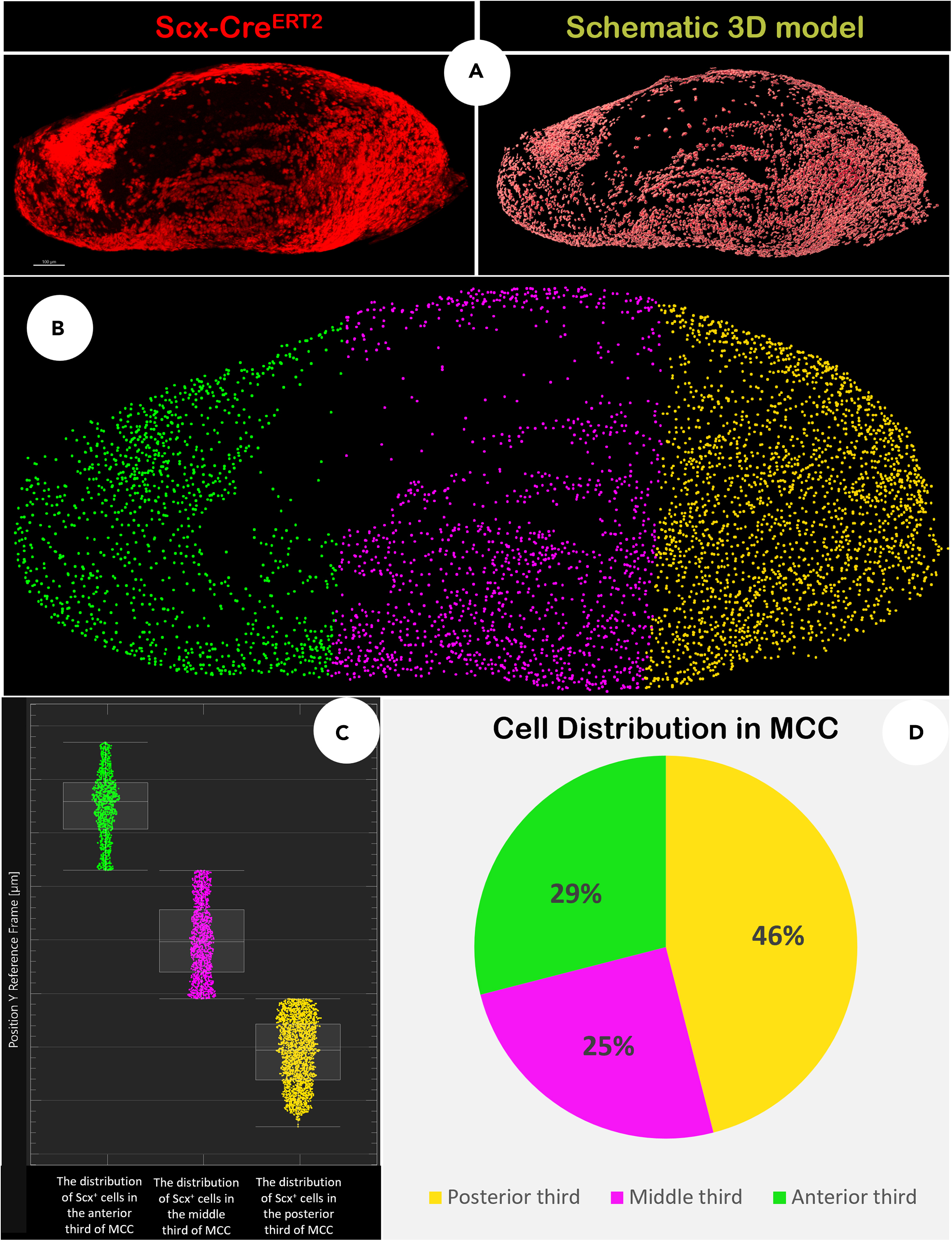 Cell Press: STAR Protocols