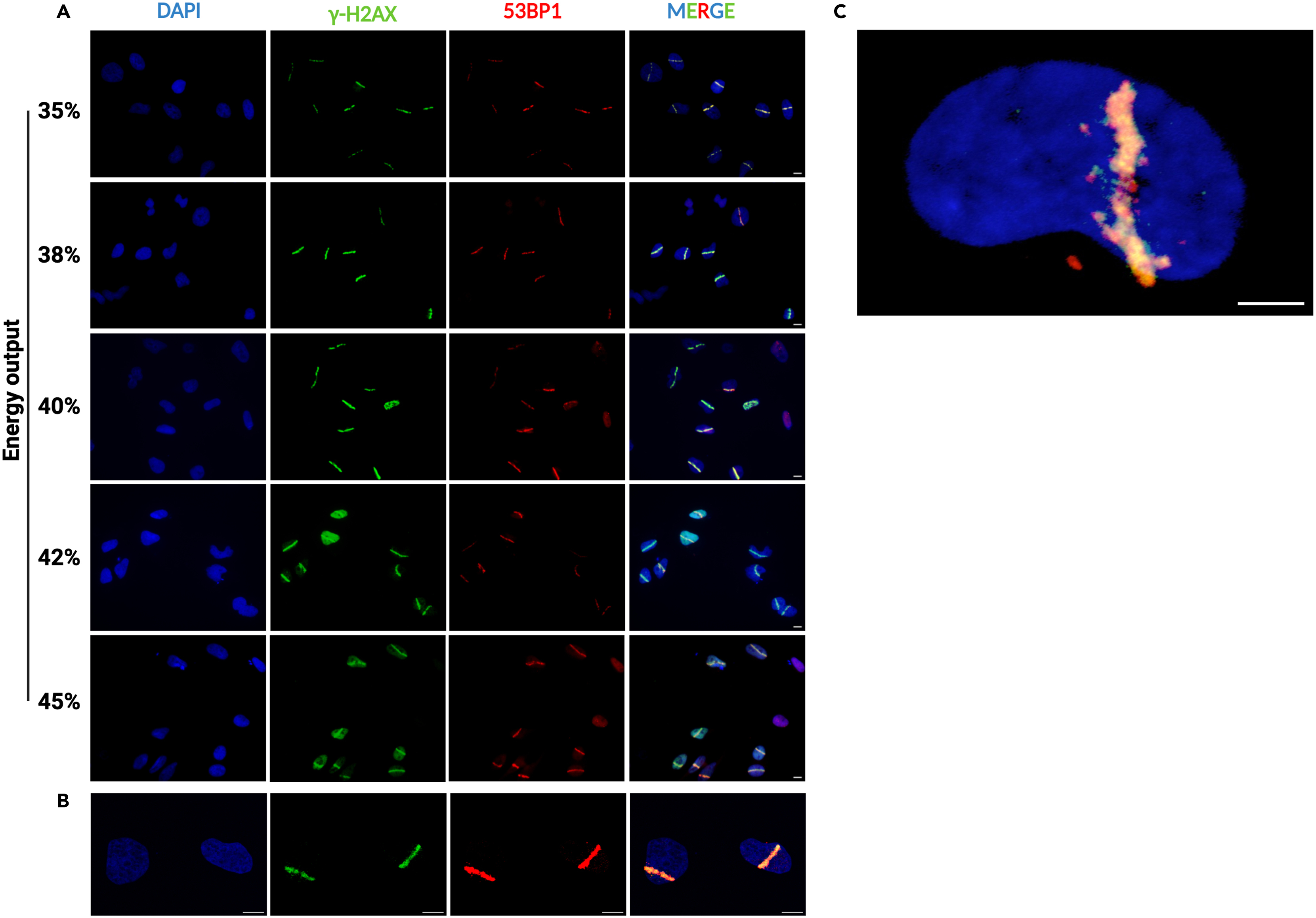 Cell Press: STAR Protocols