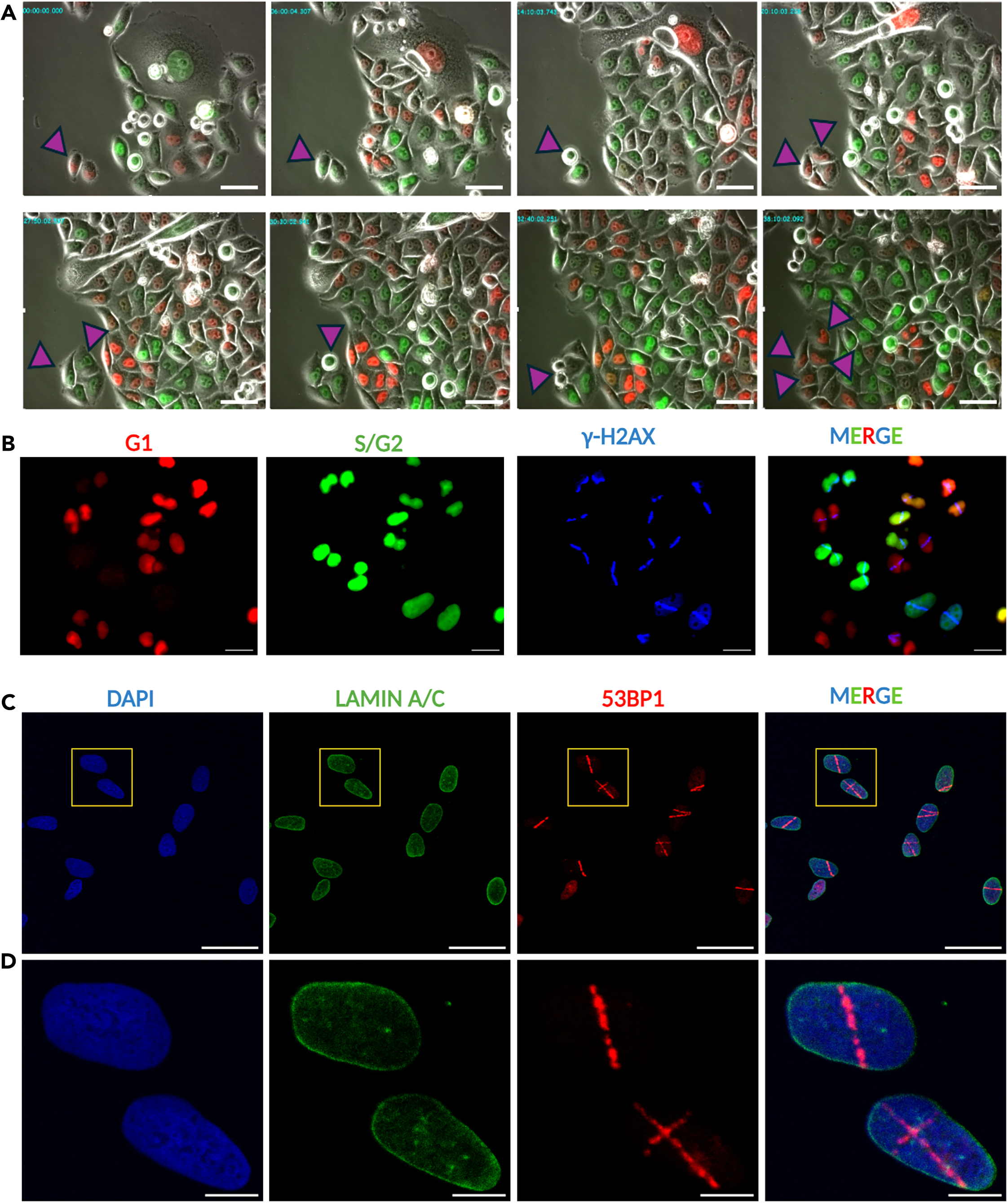 Cell Press: STAR Protocols