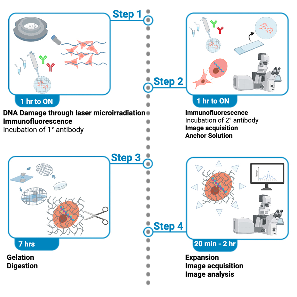 Cell Press: STAR Protocols