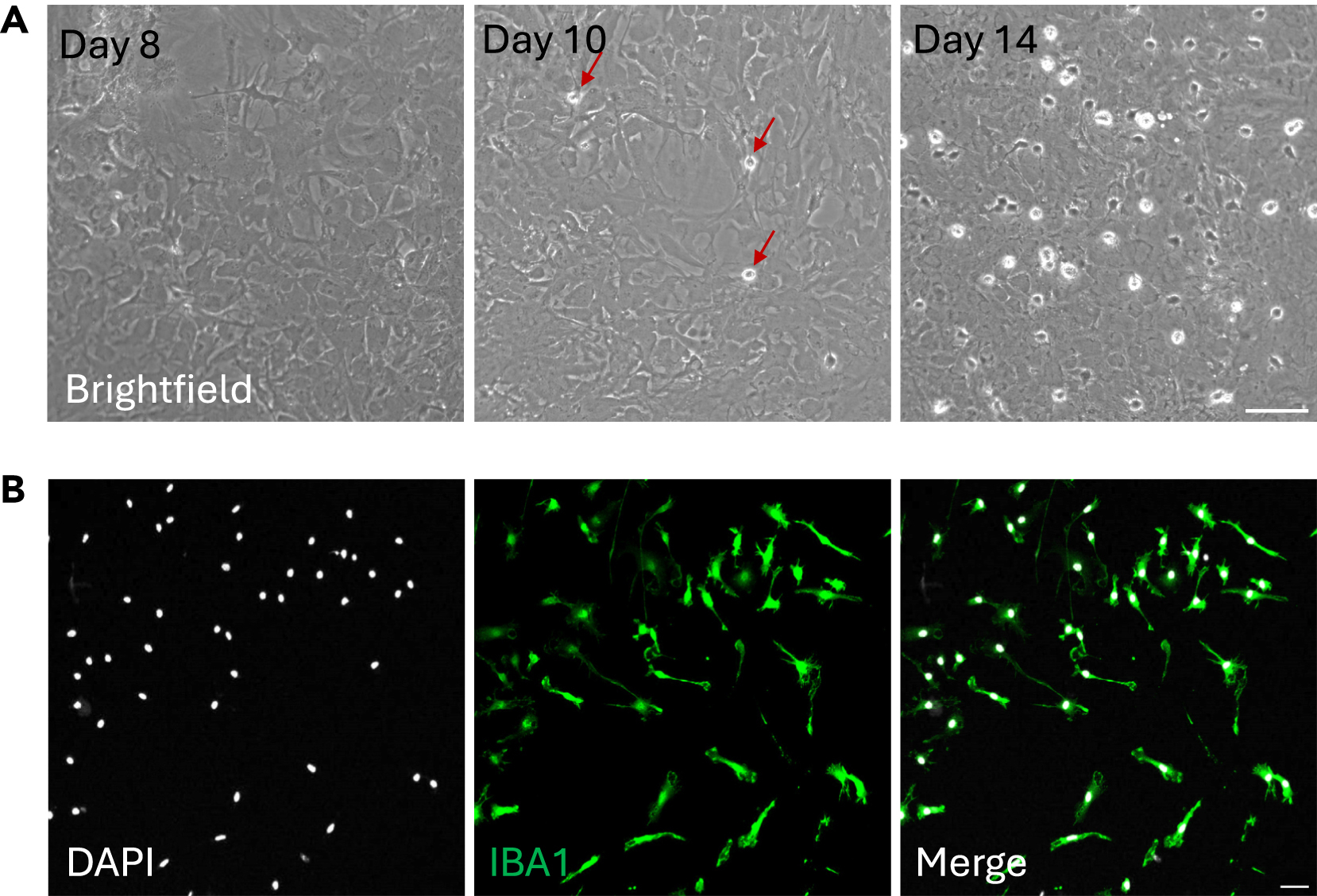 Cell Press: STAR Protocols