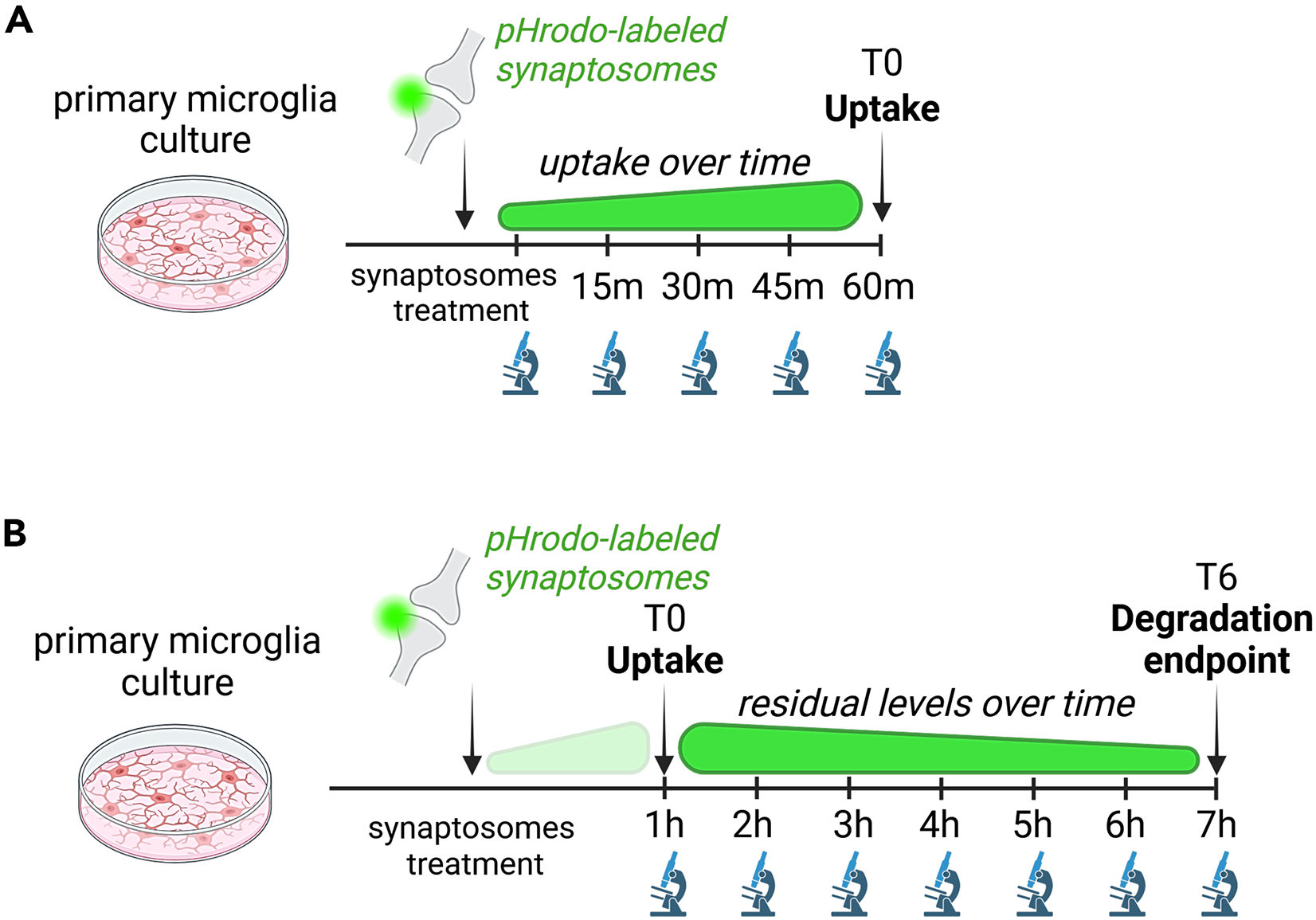 Cell Press: STAR Protocols