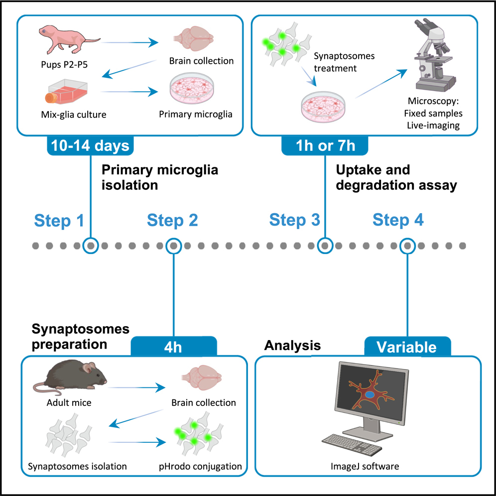 Cell Press: STAR Protocols