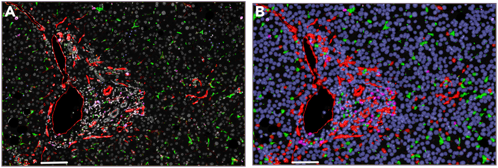 Cell Press: STAR Protocols