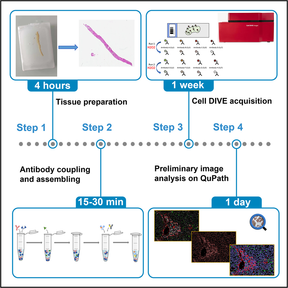 Cell Press: STAR Protocols