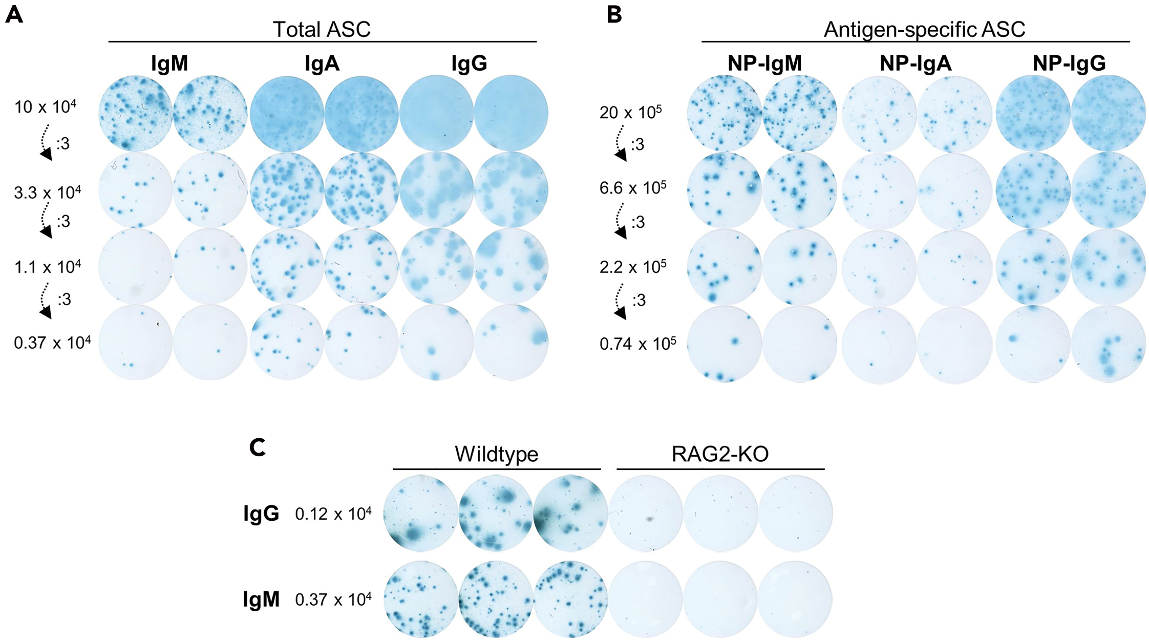 Cell Press: STAR Protocols