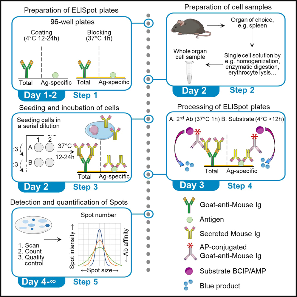 Cell Press: STAR Protocols