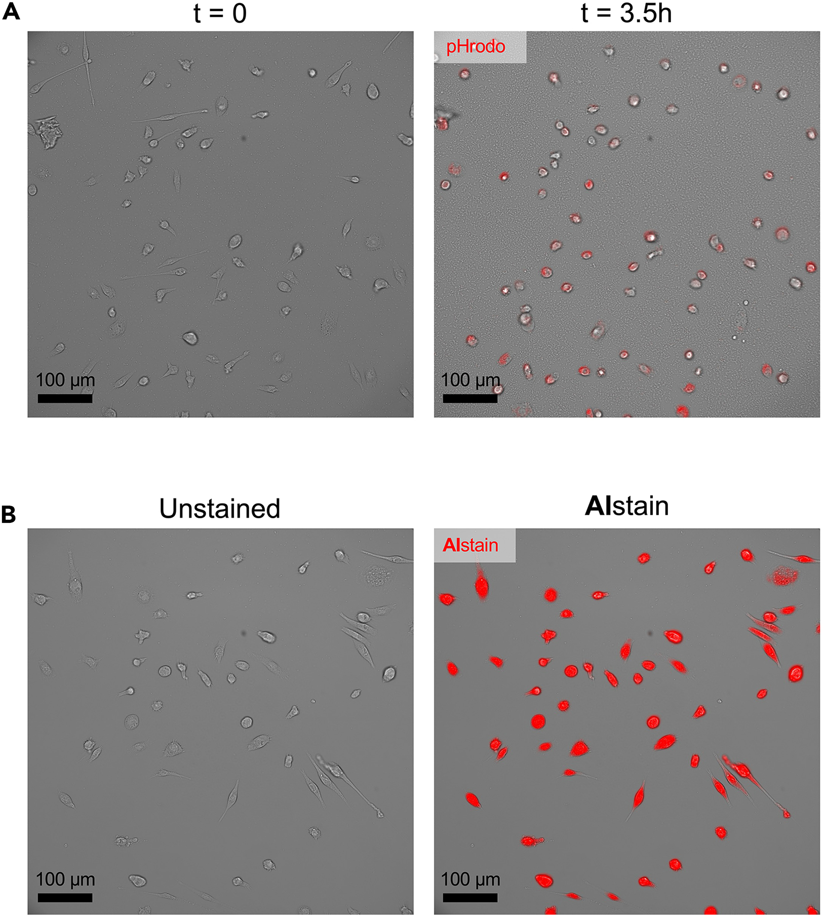 Cell Press: STAR Protocols