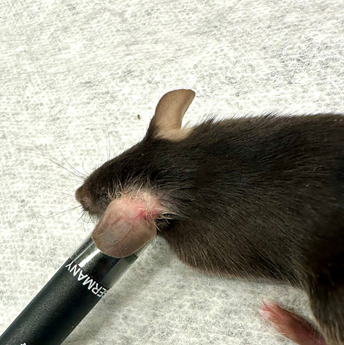 Cell Press: STAR Protocols