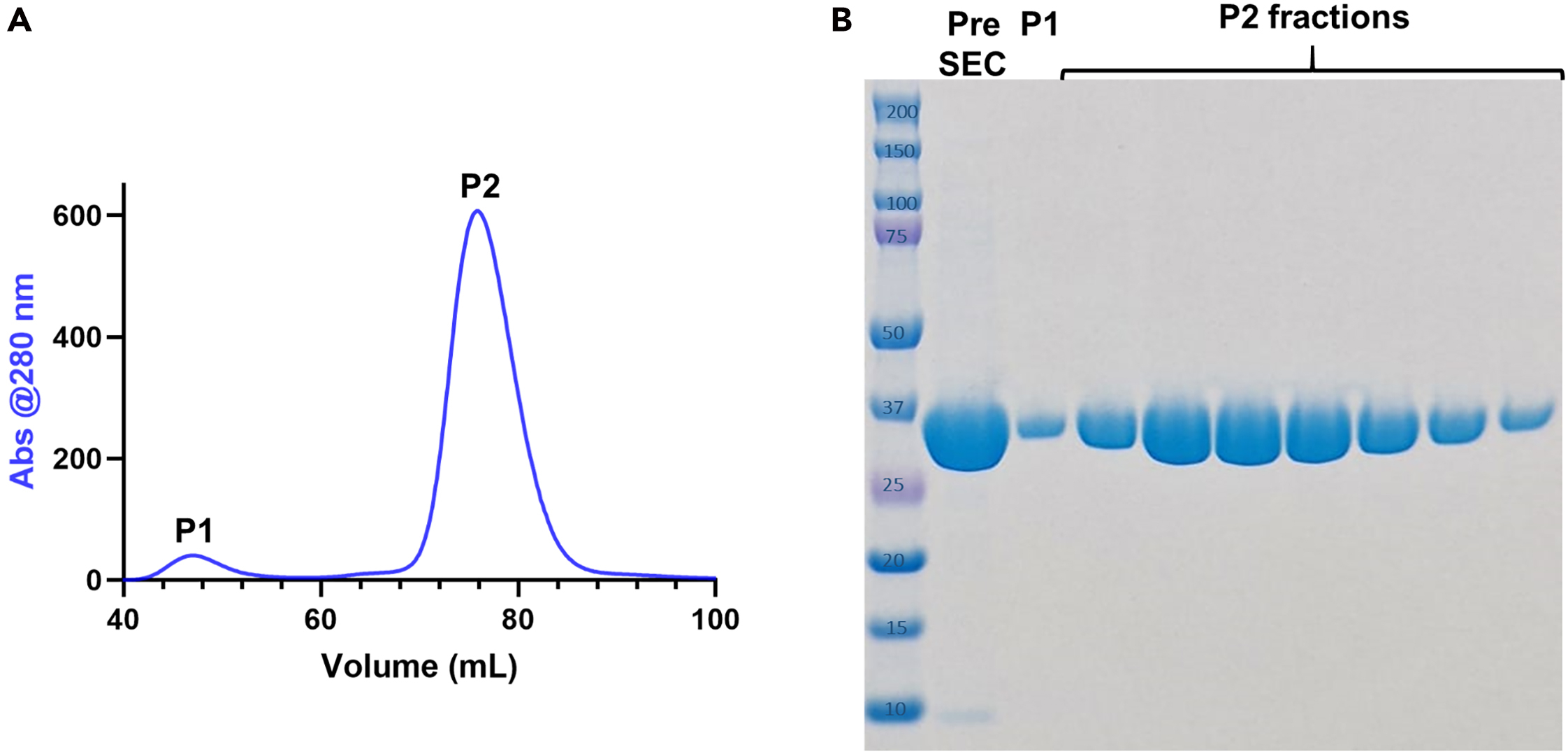 Cell Press: STAR Protocols