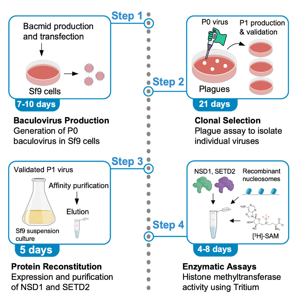 Cell Press: STAR Protocols