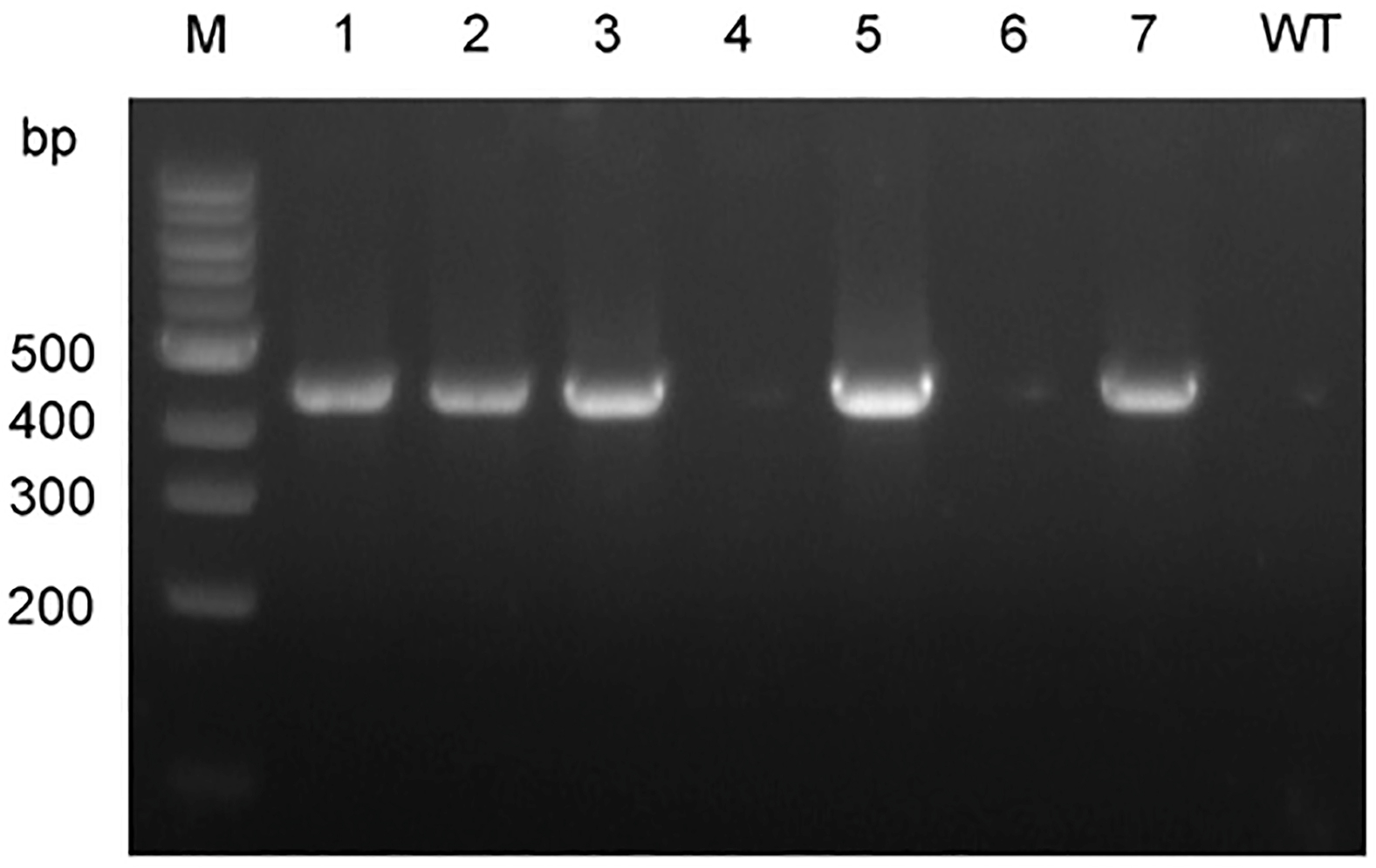 Cell Press: STAR Protocols