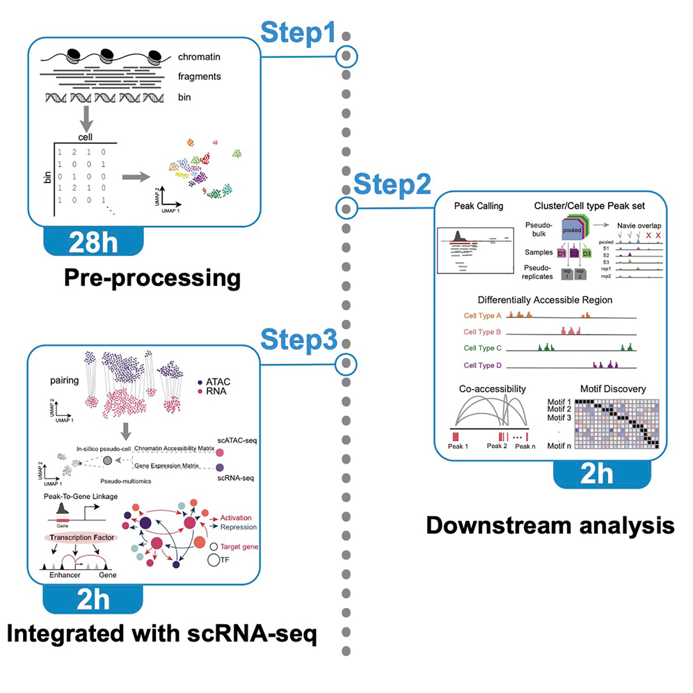 Cell Press: STAR Protocols