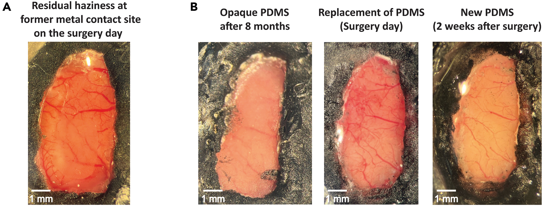 Cell Press: STAR Protocols