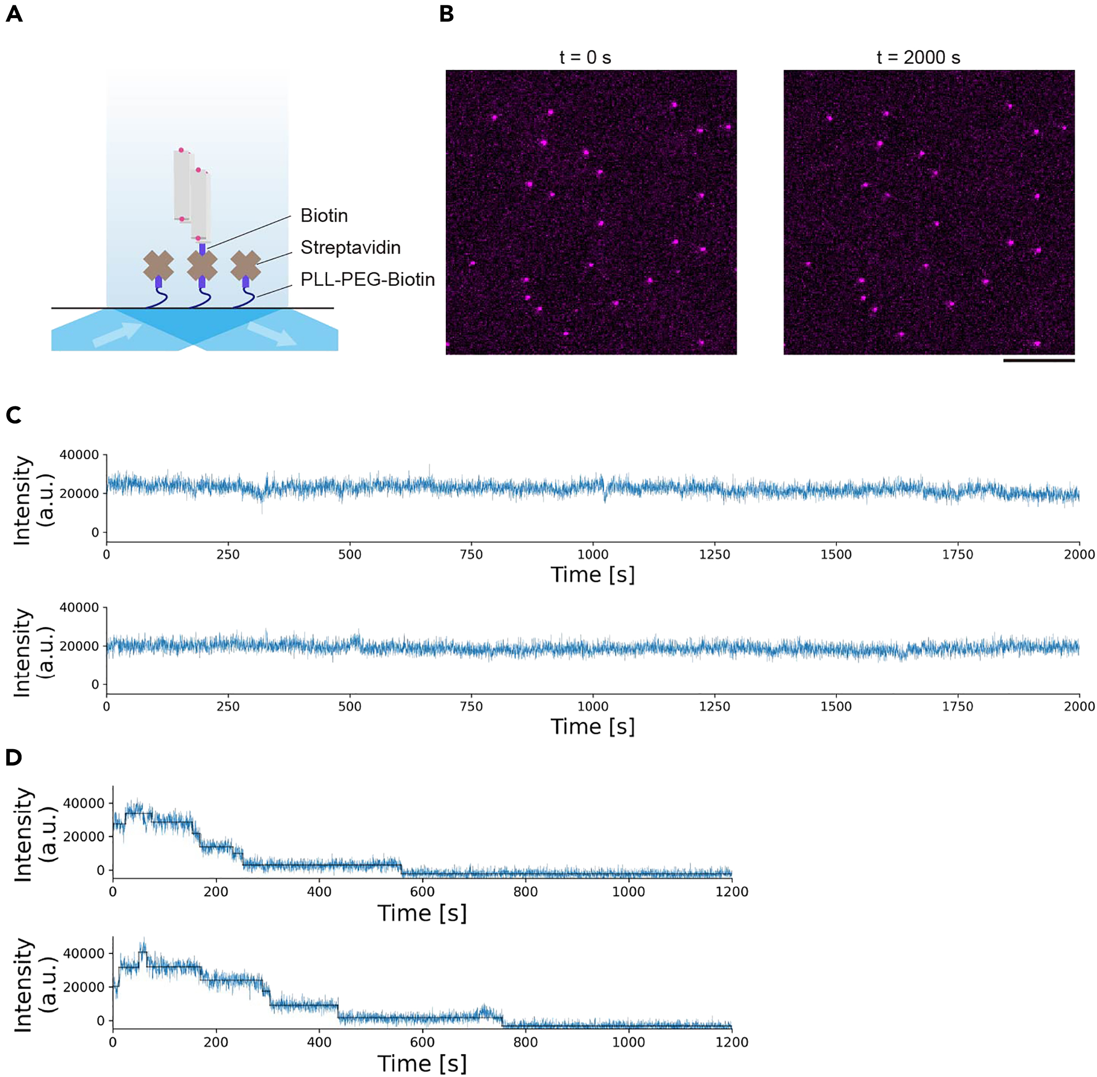 Cell Press: STAR Protocols