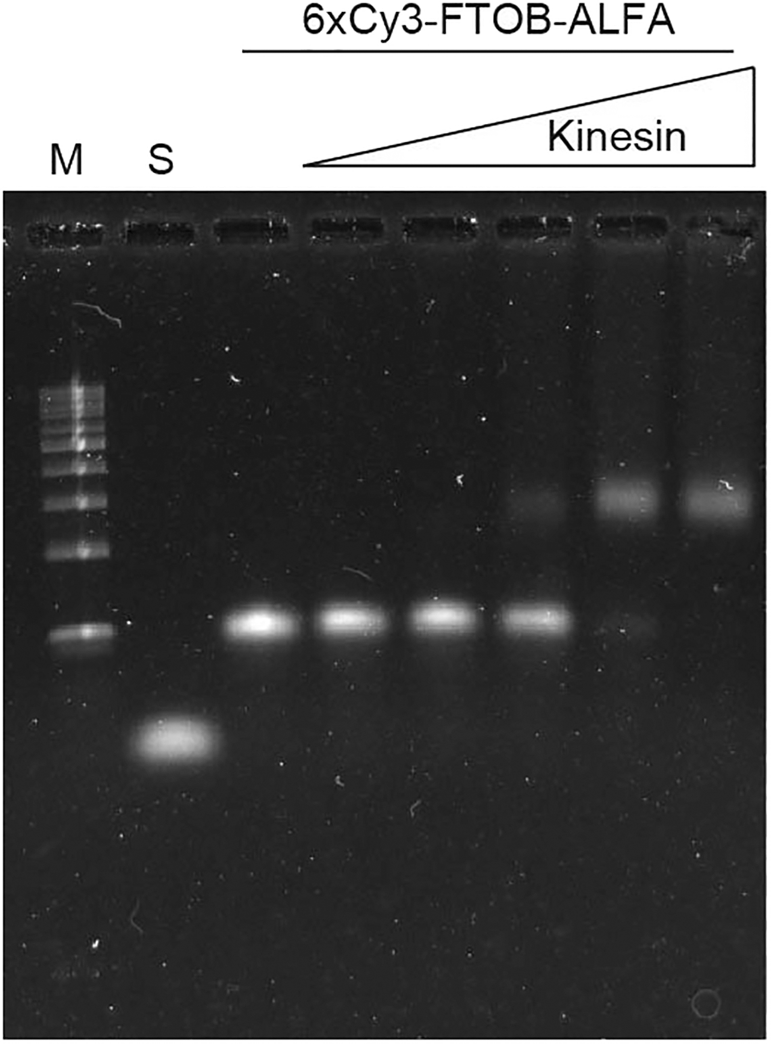 Cell Press: STAR Protocols