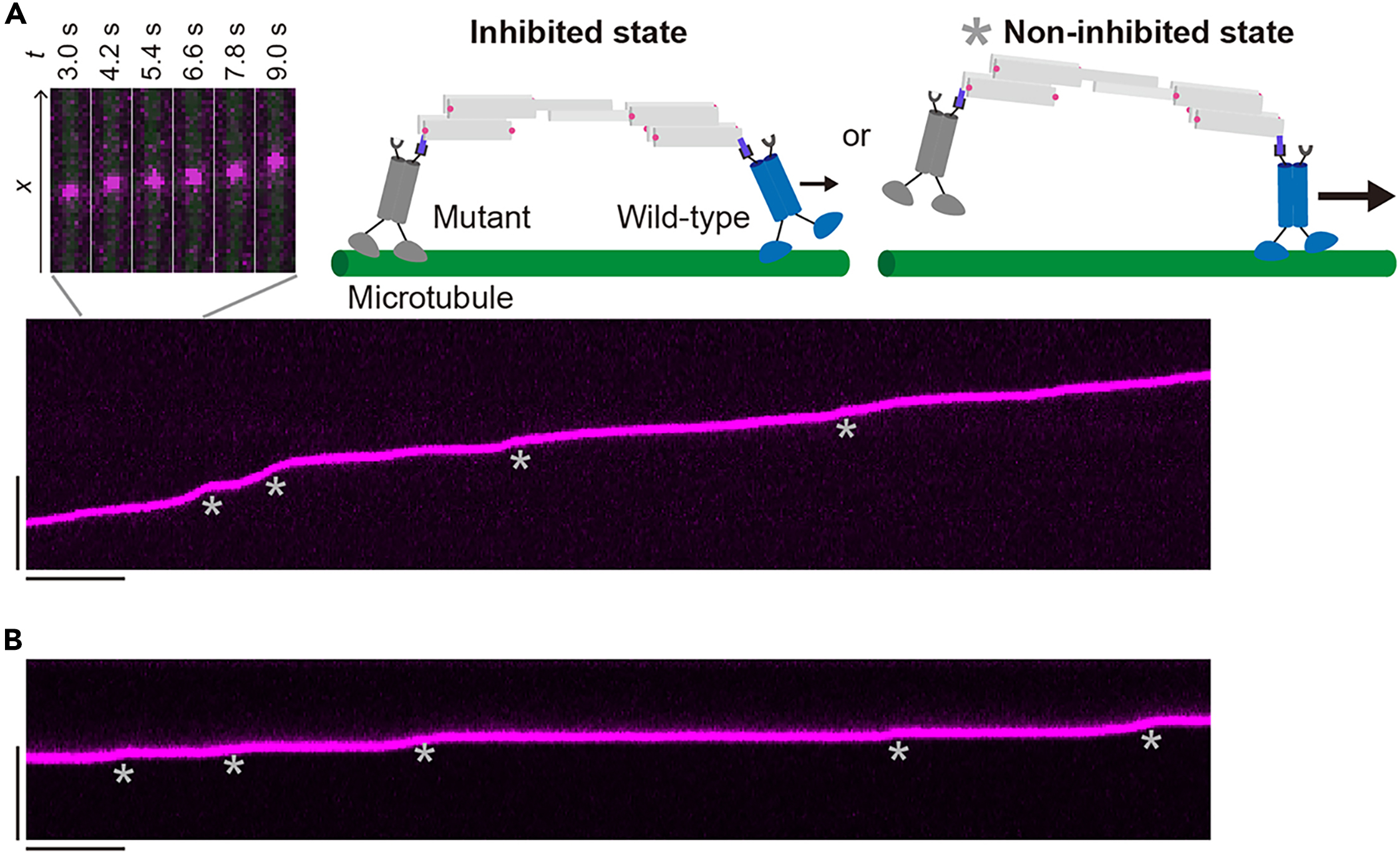 Cell Press: STAR Protocols