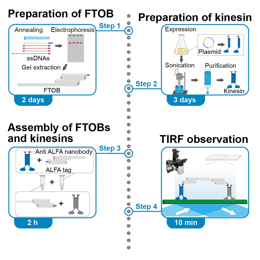 Cell Press: STAR Protocols