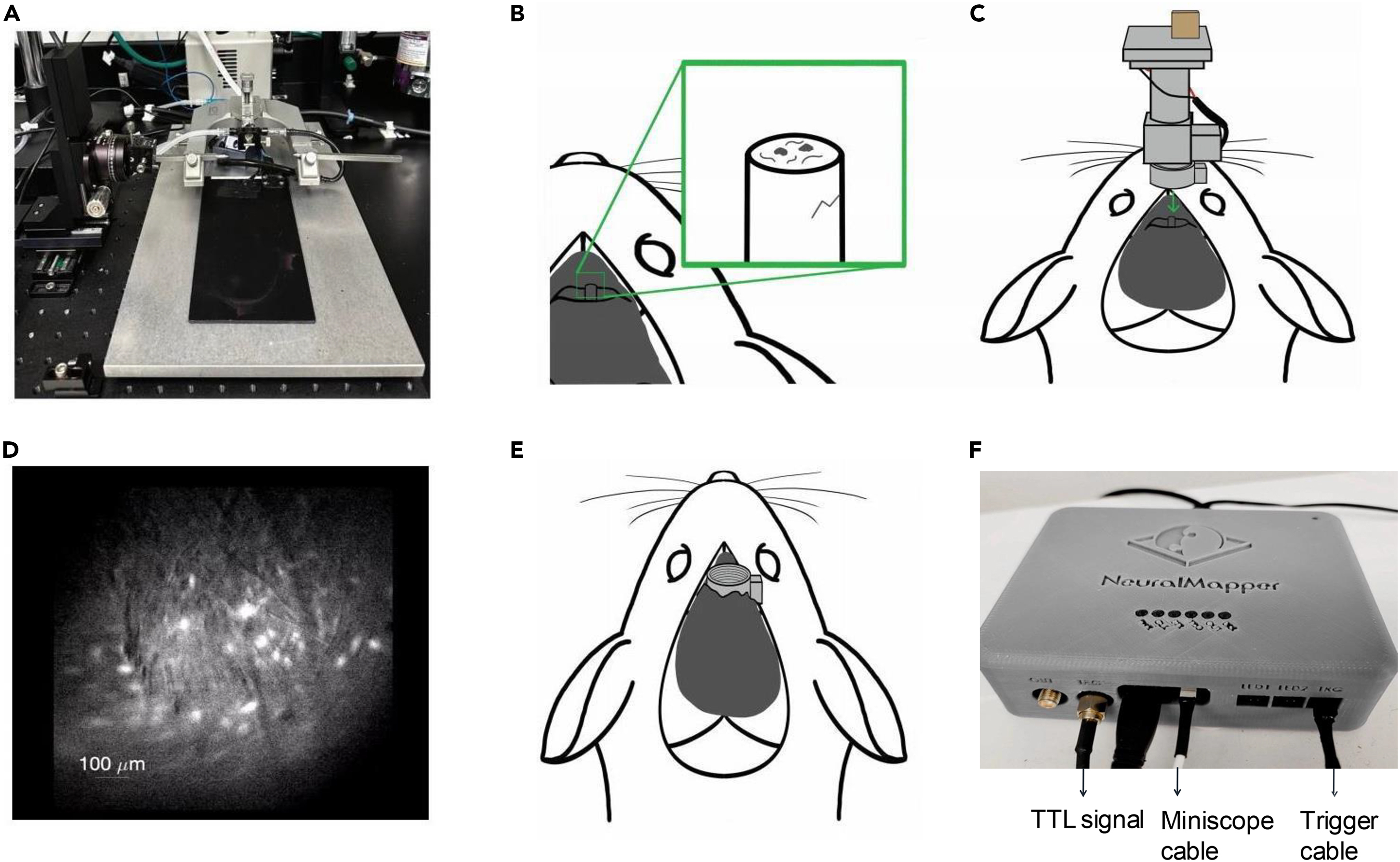 Cell Press: STAR Protocols