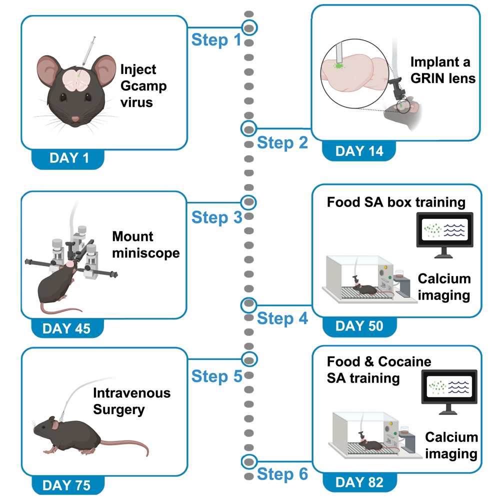Cell Press: STAR Protocols