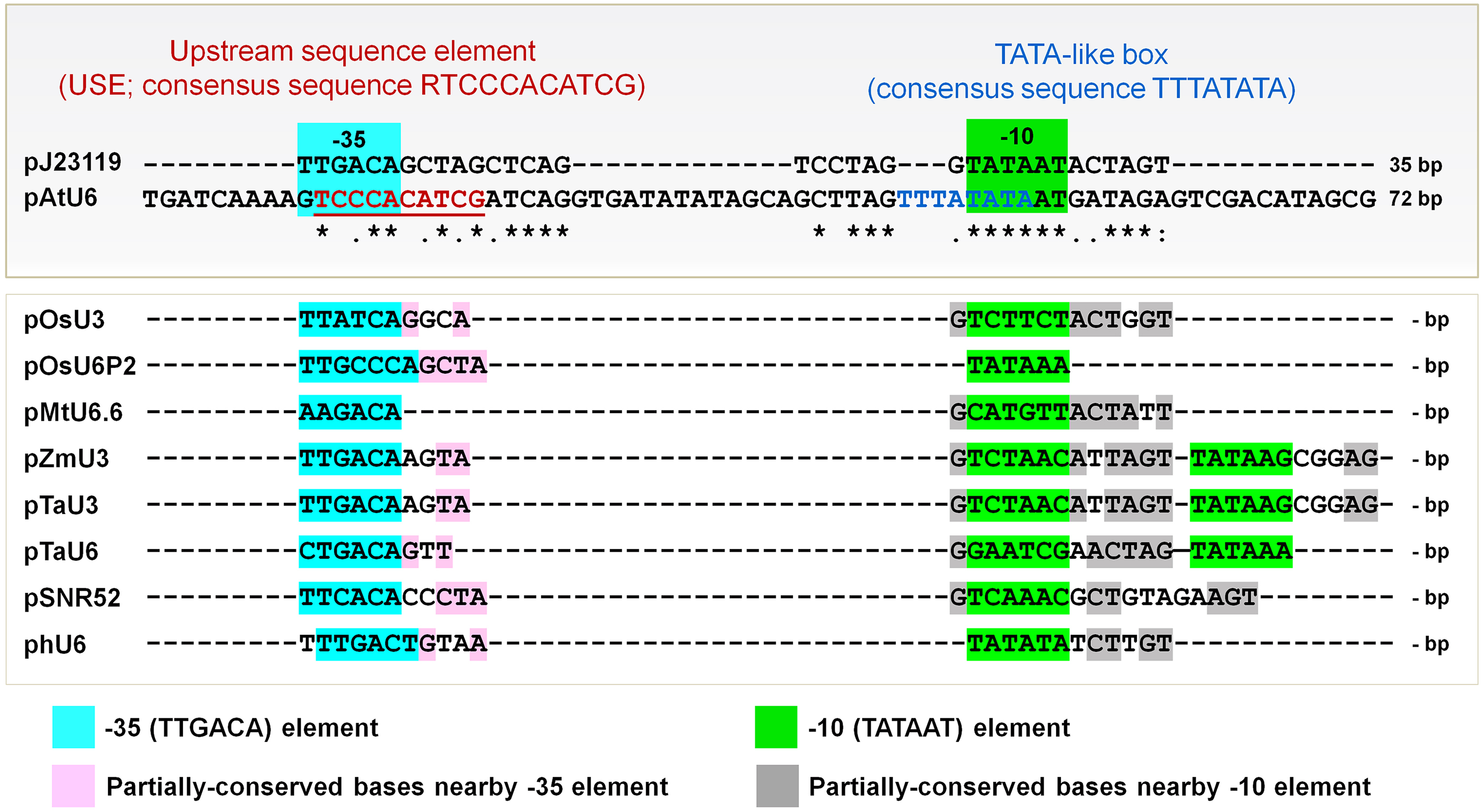 Cell Press: STAR Protocols