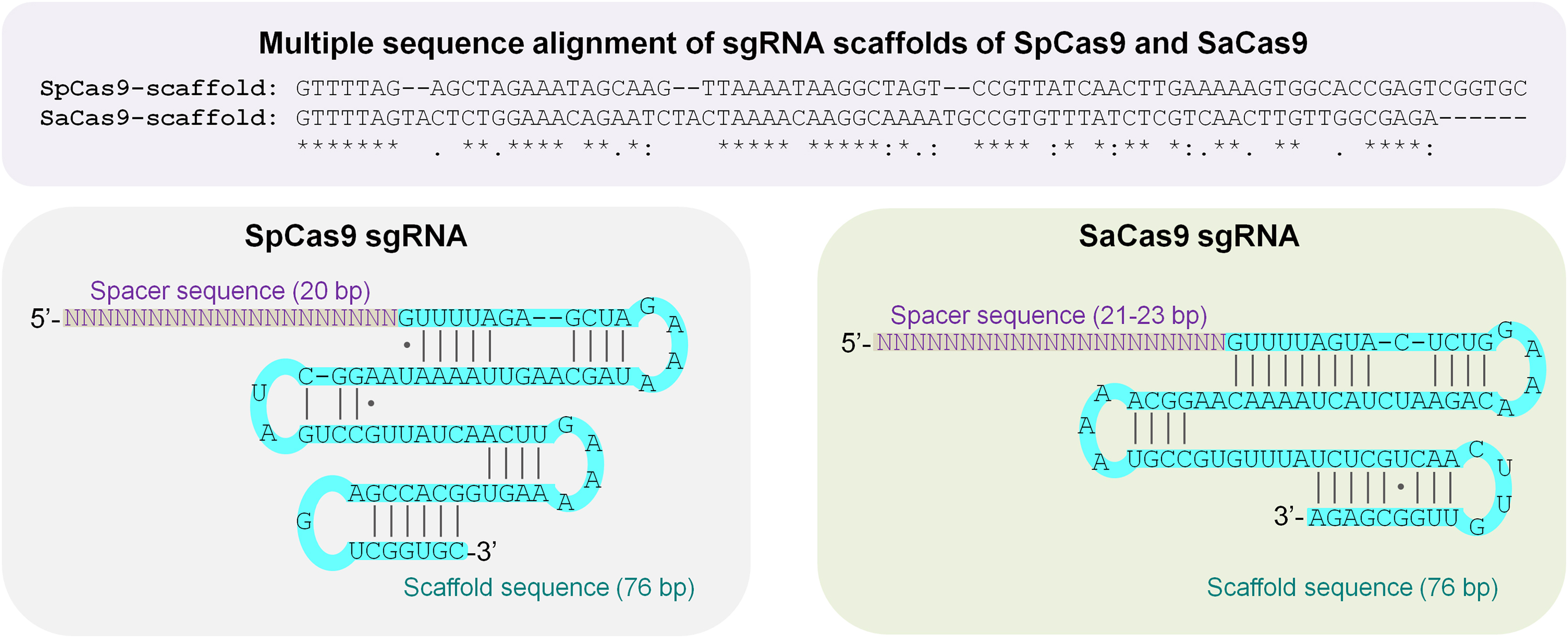 Cell Press: STAR Protocols