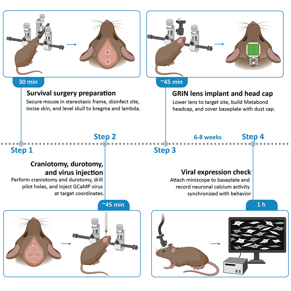 Cell Press: STAR Protocols
