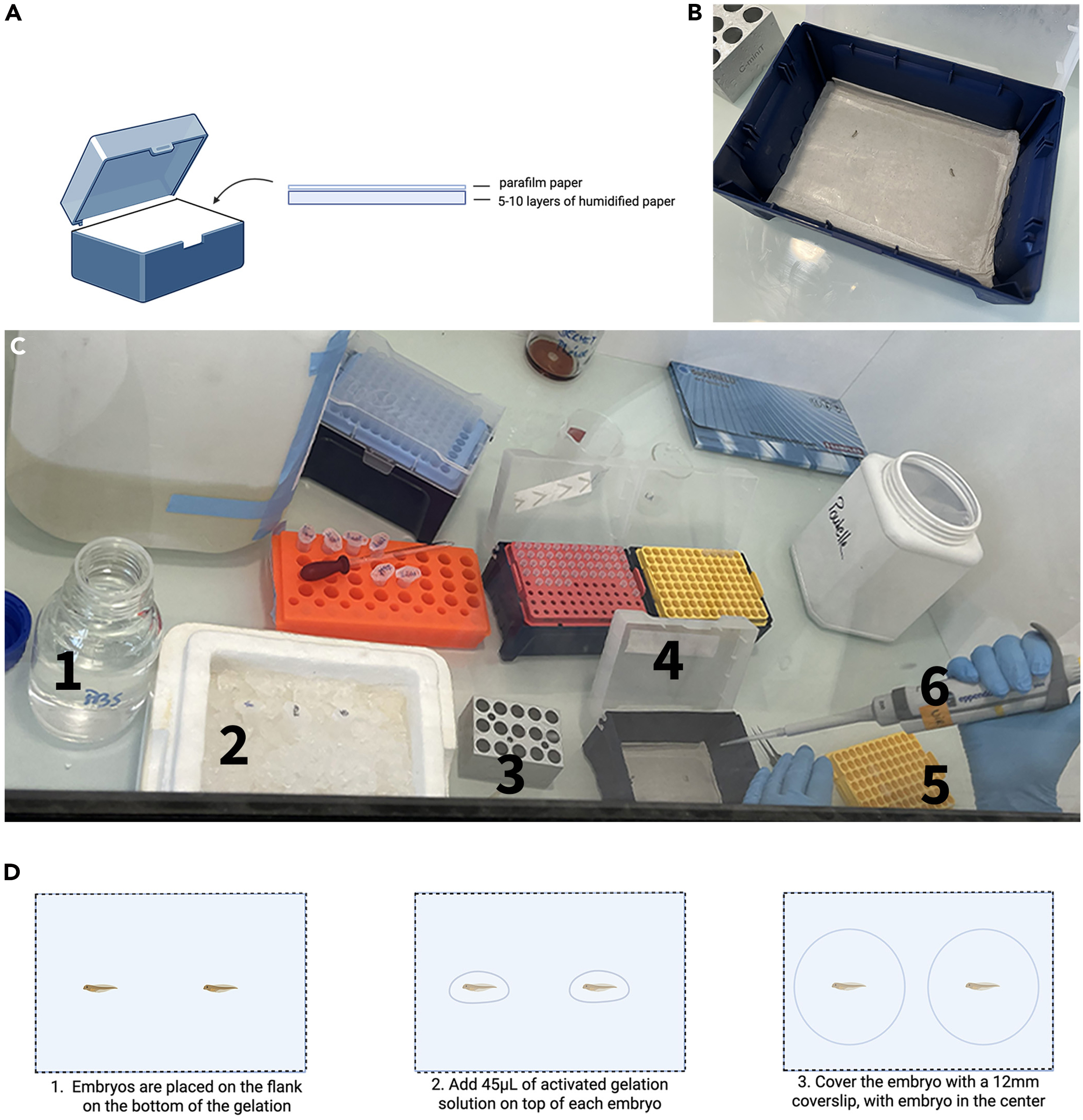 Cell Press: STAR Protocols