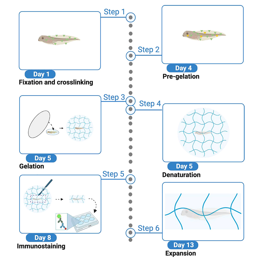 Cell Press: STAR Protocols