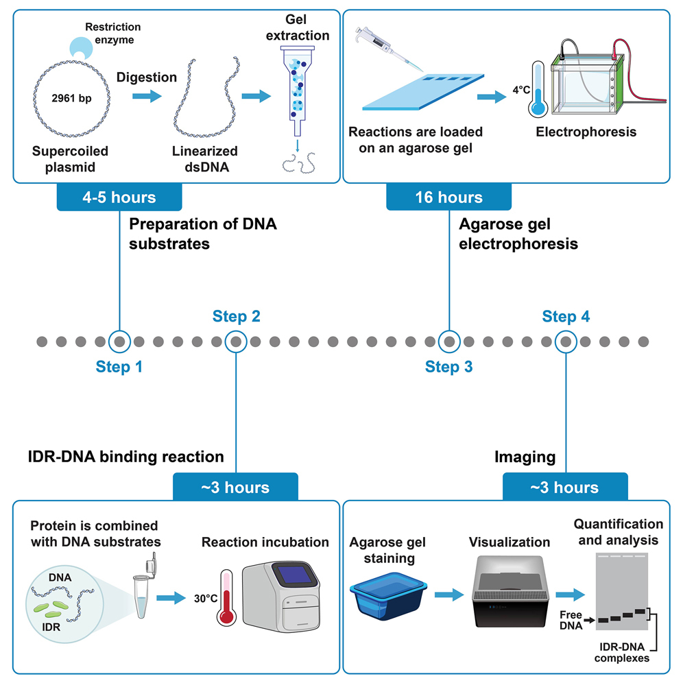 Cell Press: STAR Protocols