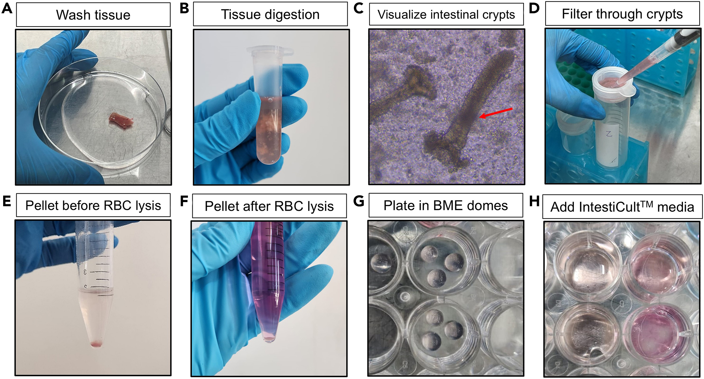 Cell Press: STAR Protocols