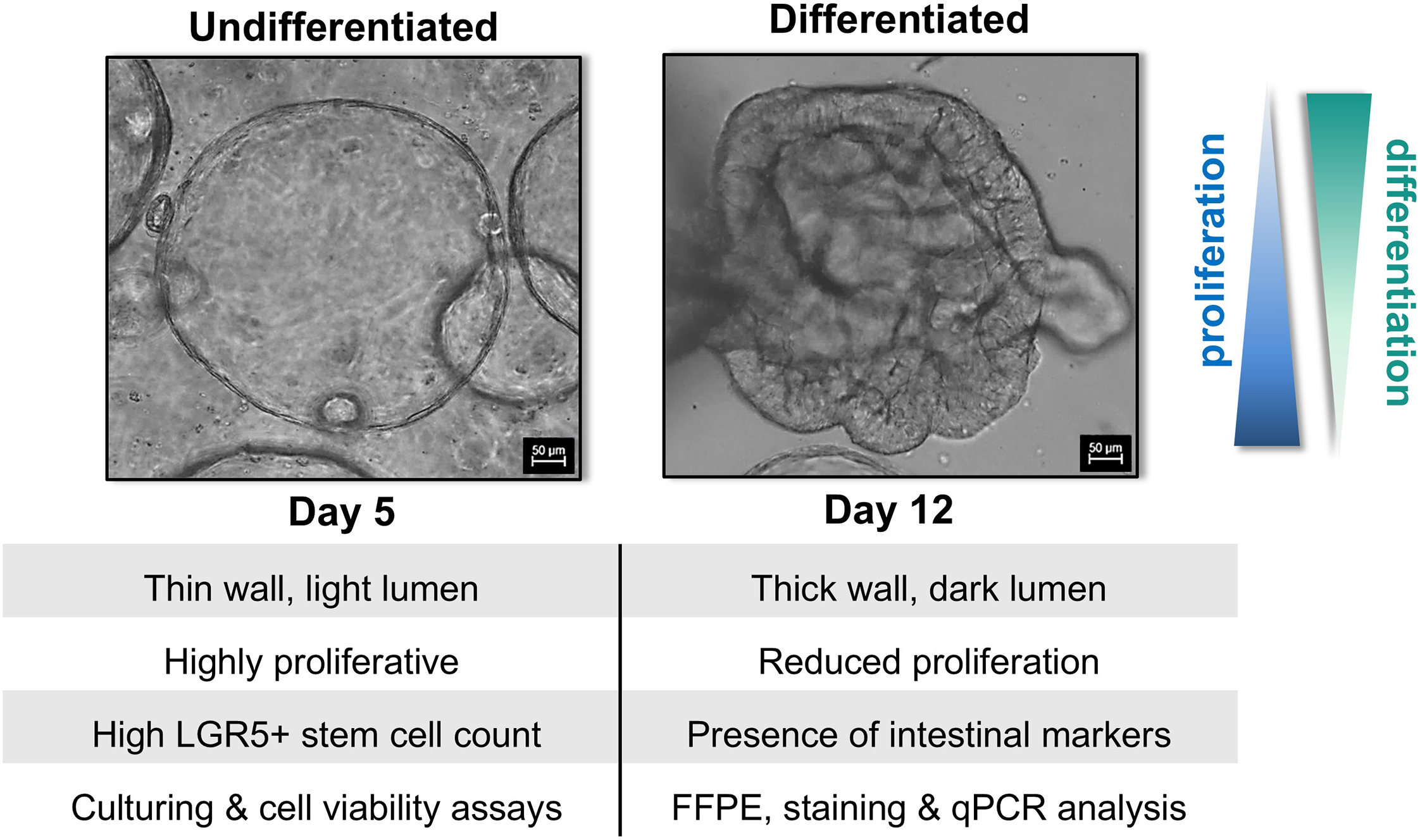 Cell Press: STAR Protocols