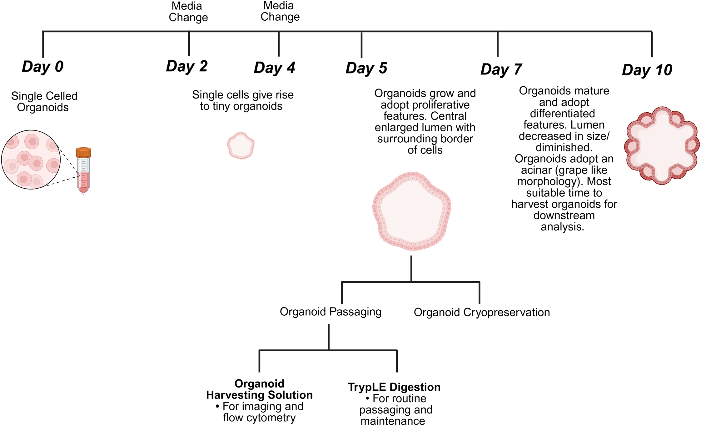 Cell Press: STAR Protocols