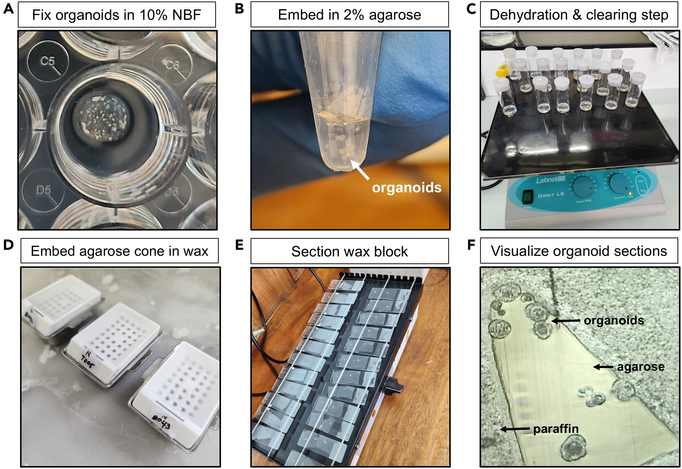 Cell Press: STAR Protocols